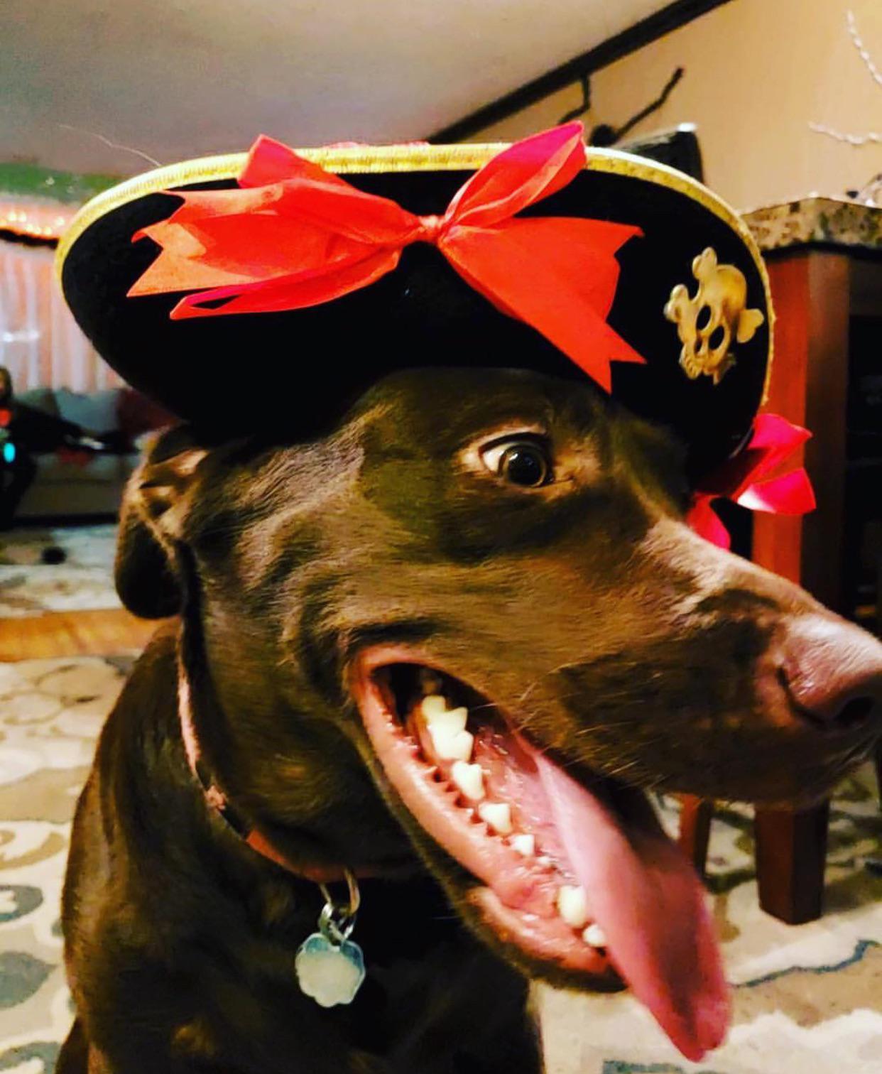 My pup Juliet is read for spooky szn! | Scrolller