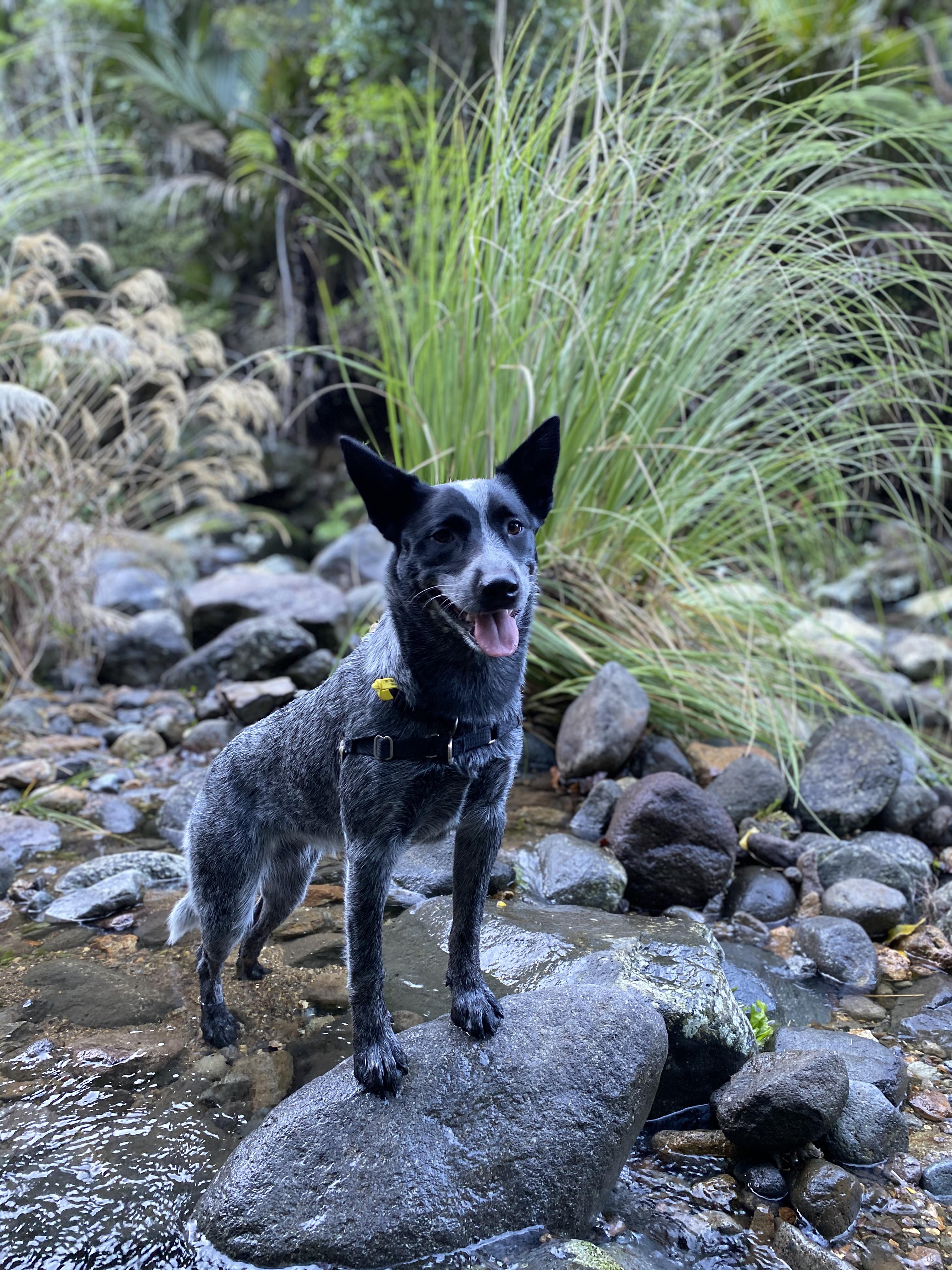 My pup Pepper at 9 months. | Scrolller