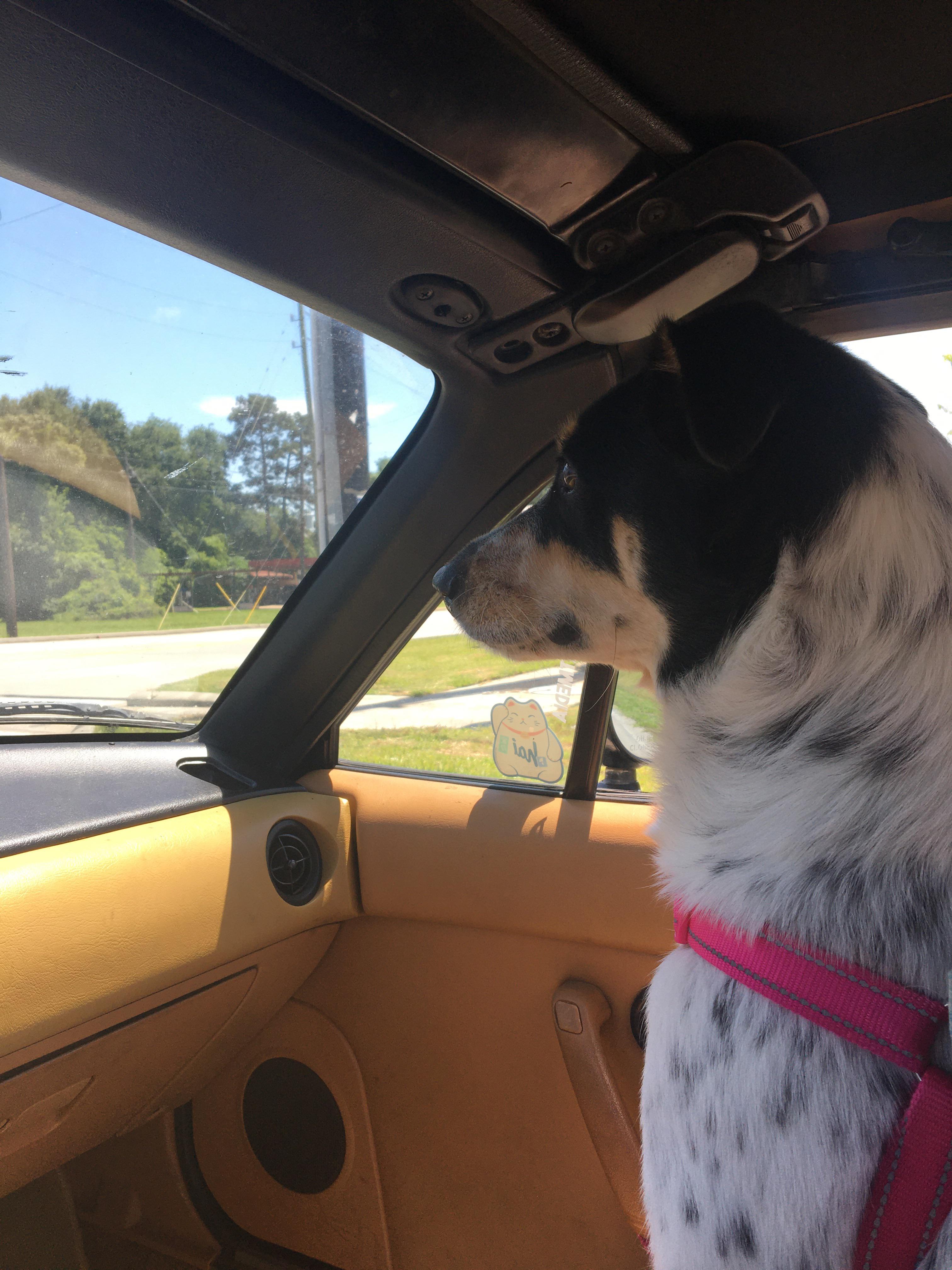 My pup, the best copilot! | Scrolller