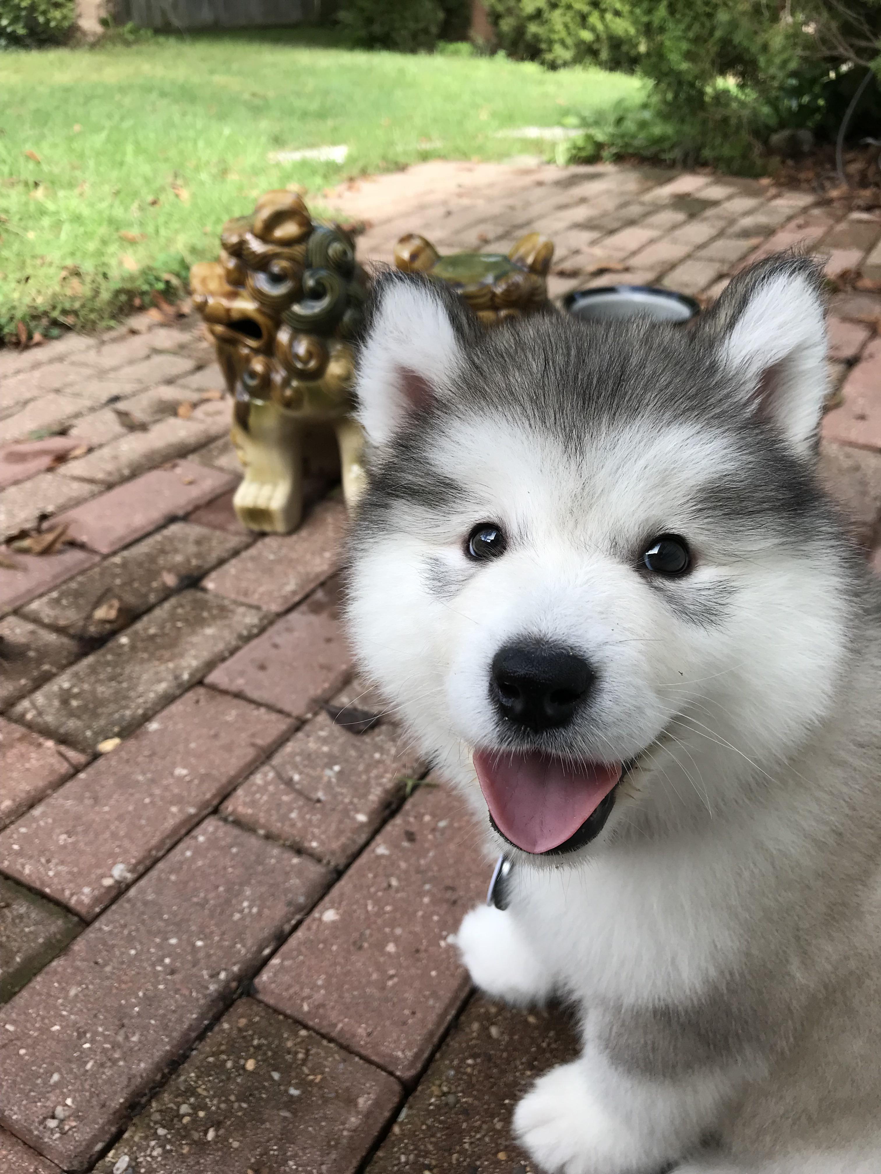 My pupper | Scrolller