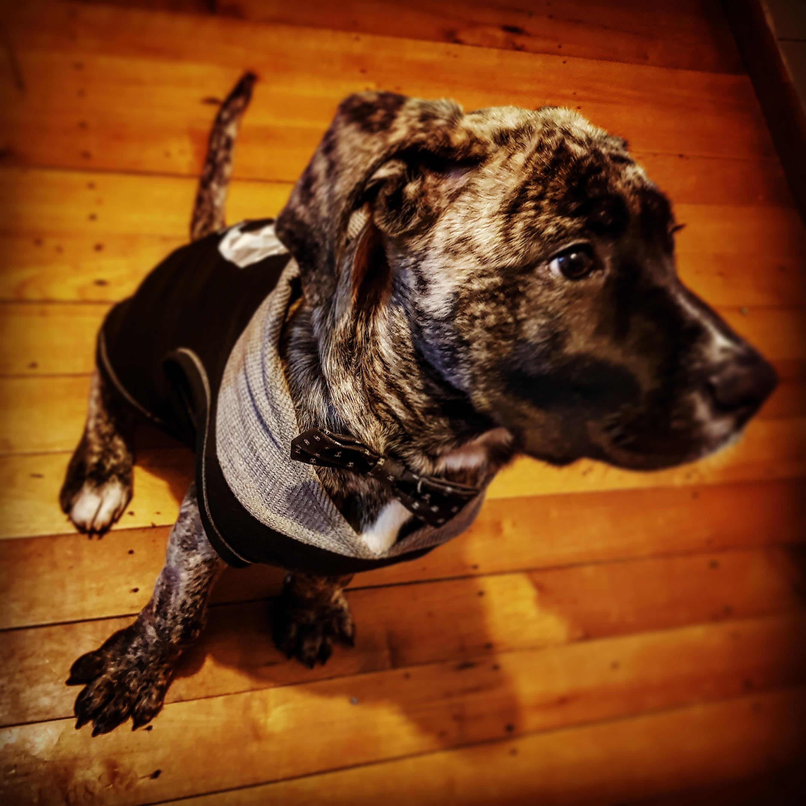 My pupper in her new coat | Scrolller