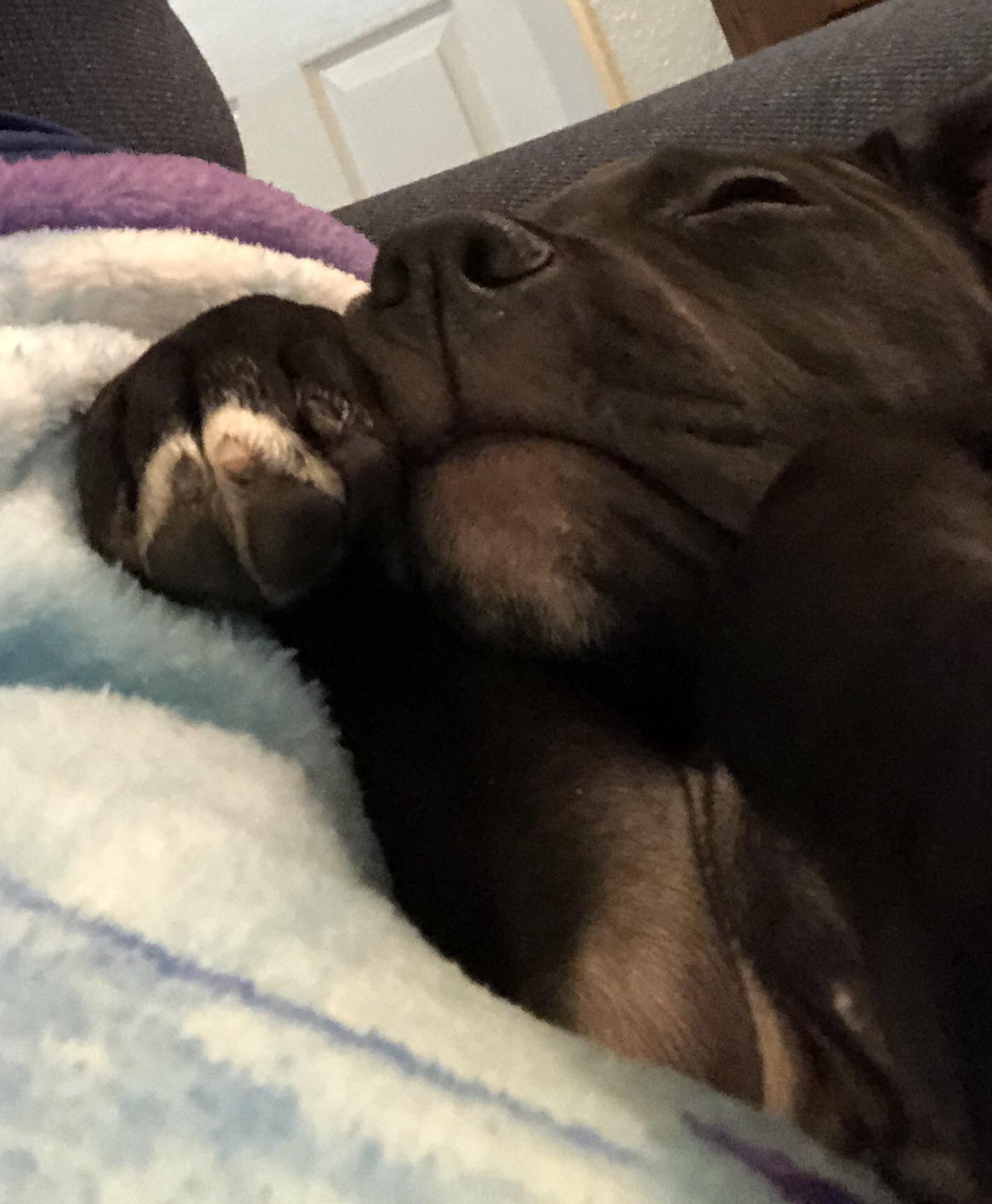 My puppy when she was 8 weeks | Scrolller