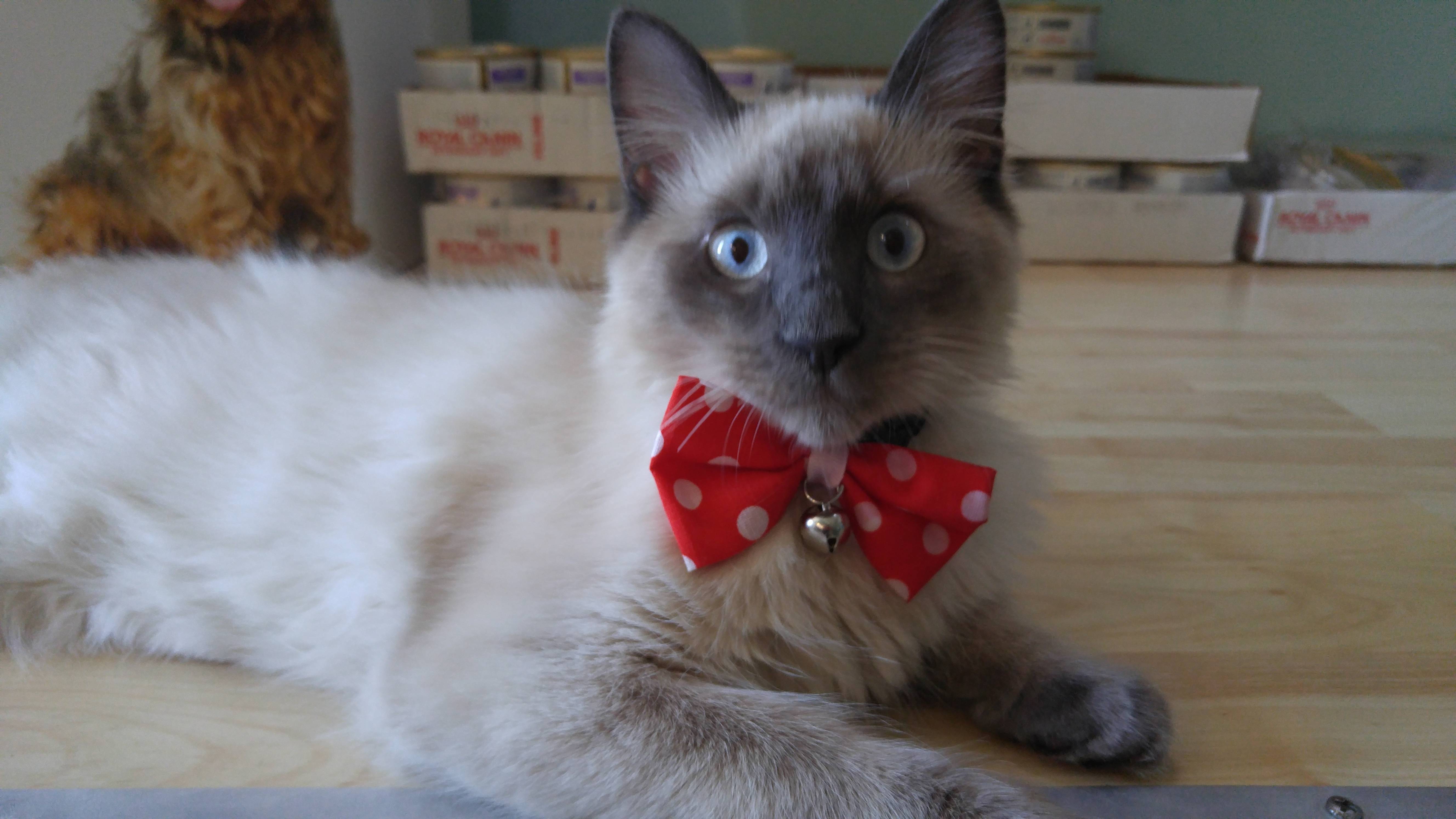 My purrsonal assistant is always prepared for work. | Scrolller