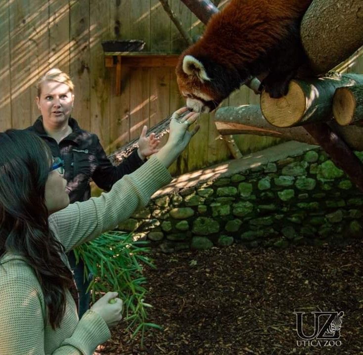 My red panda encounter at the Utica Zoo! | Scrolller