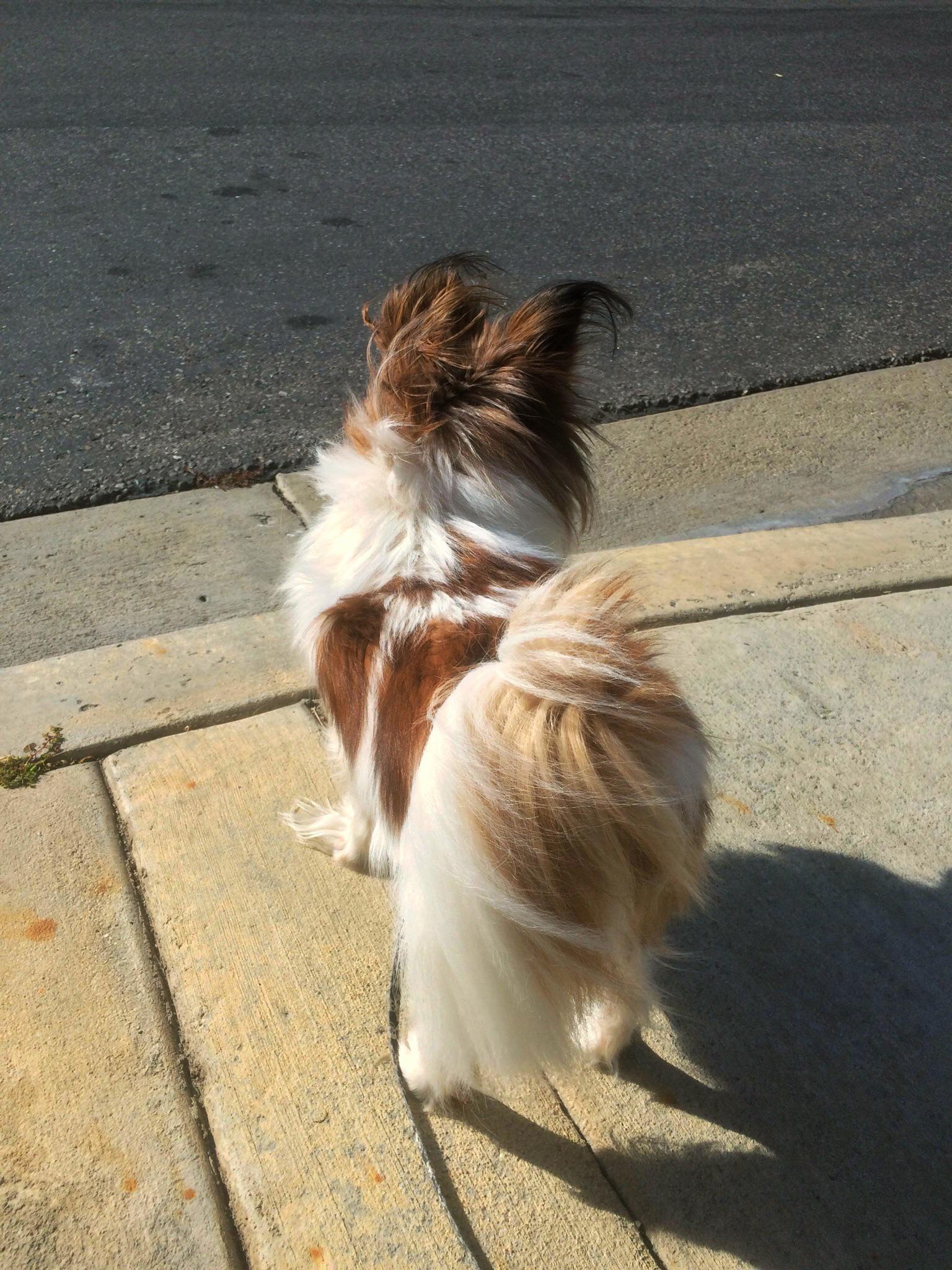 My regal boy. | Scrolller