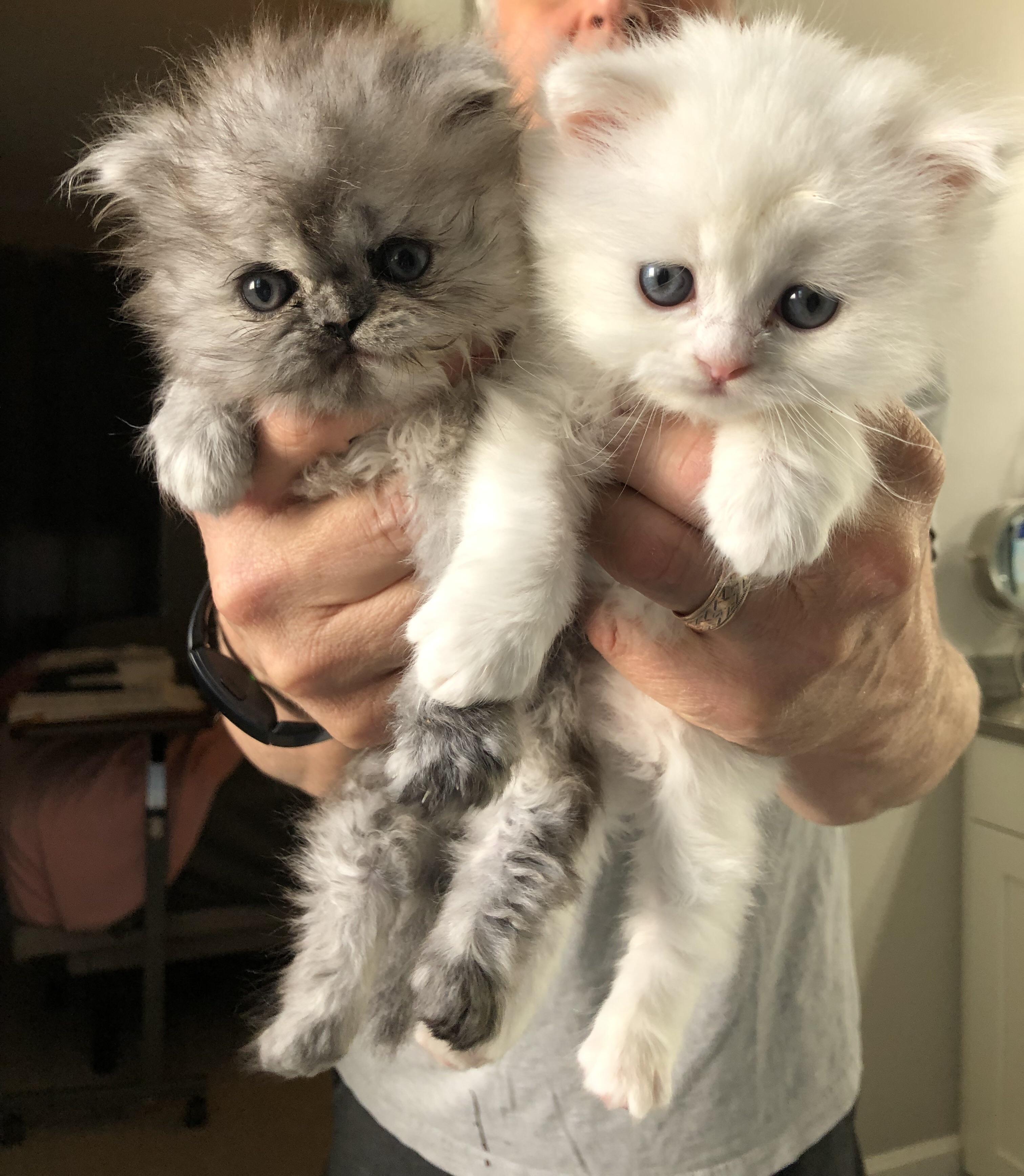 My rescue kittens. | Scrolller