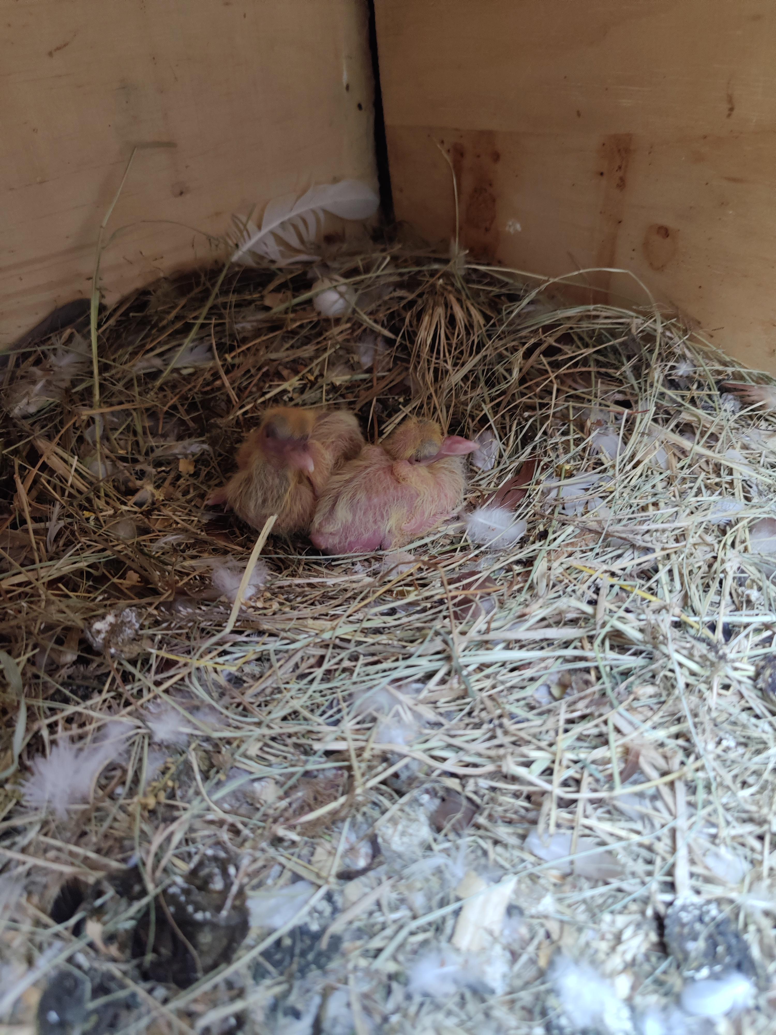 My reversewing pouter chicks 🤩🤩 | Scrolller