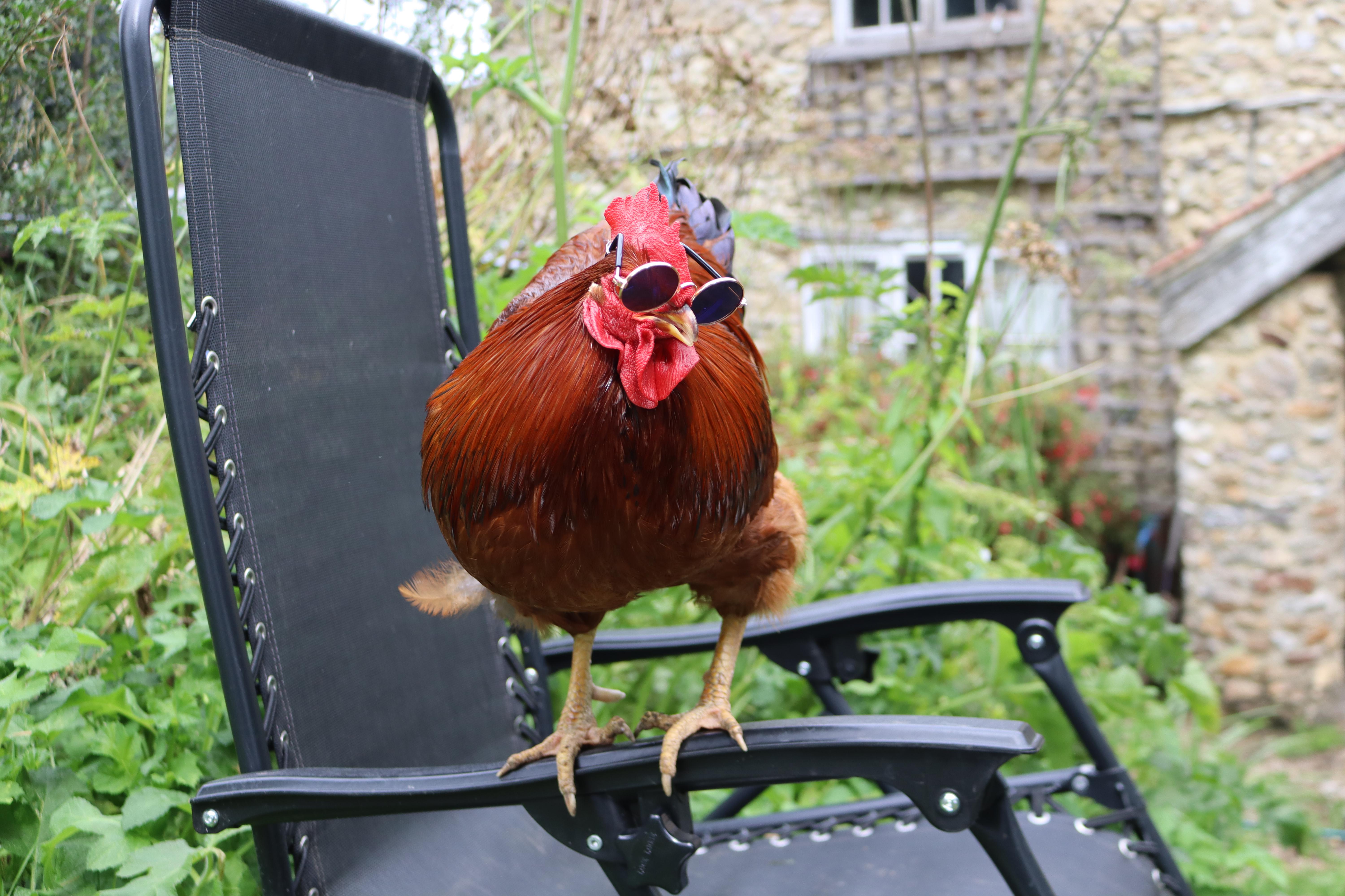 My rooster is the best boy | Scrolller