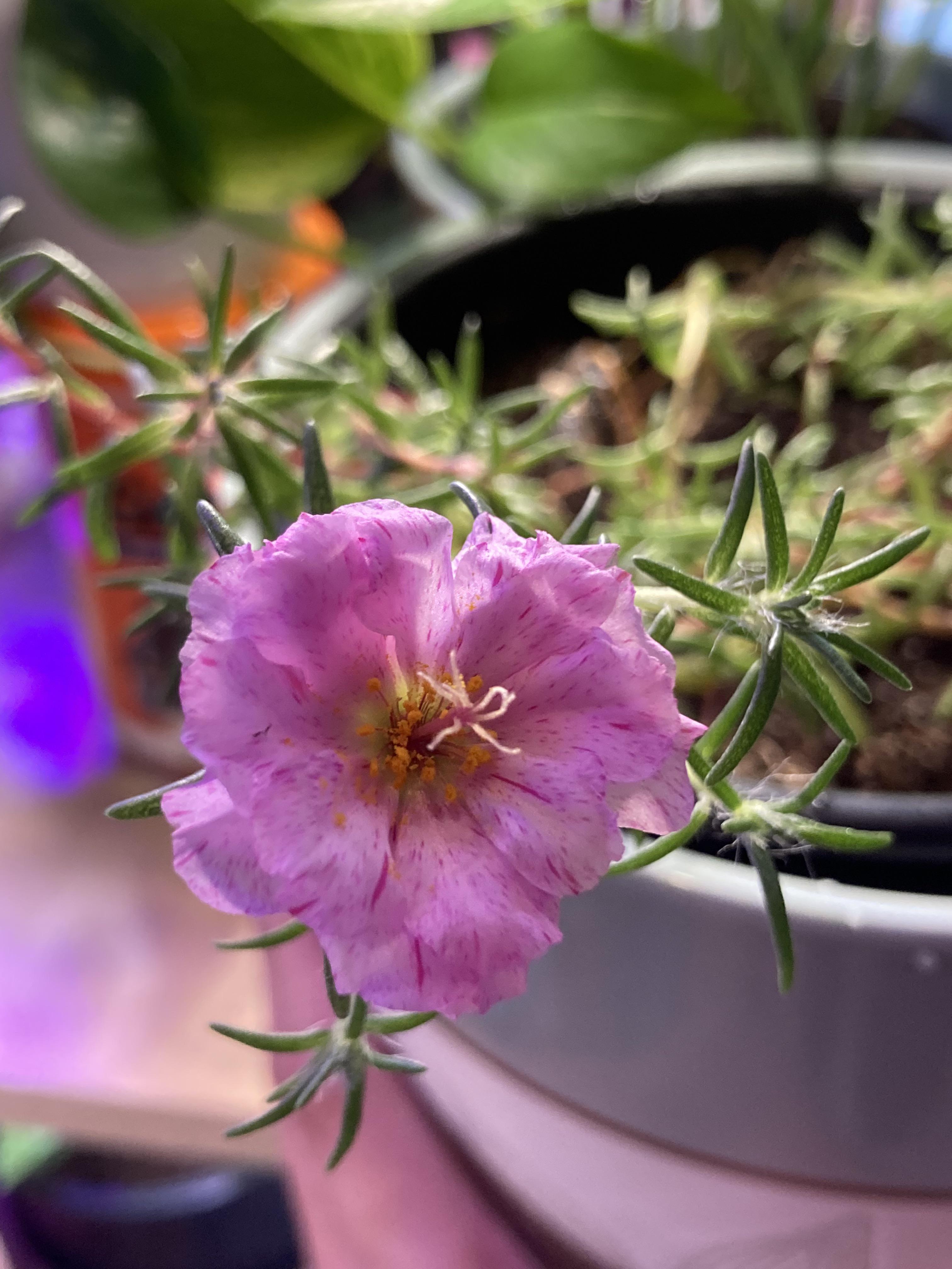 My rose moss I grew from seed flowered! | Scrolller