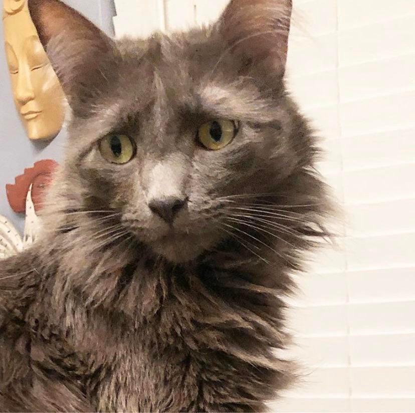 My sad cat, Wyatt | Scrolller