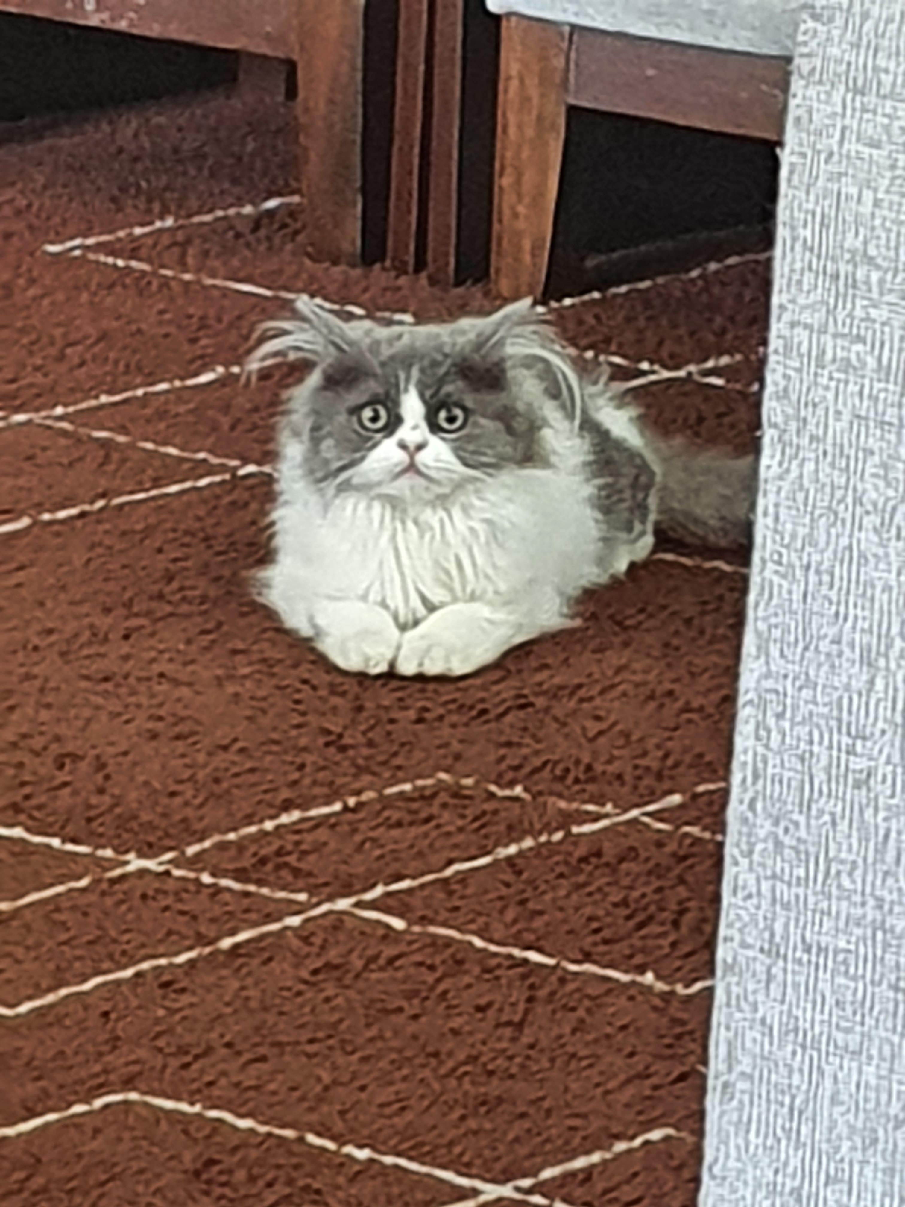 My scared shitless cat | Scrolller