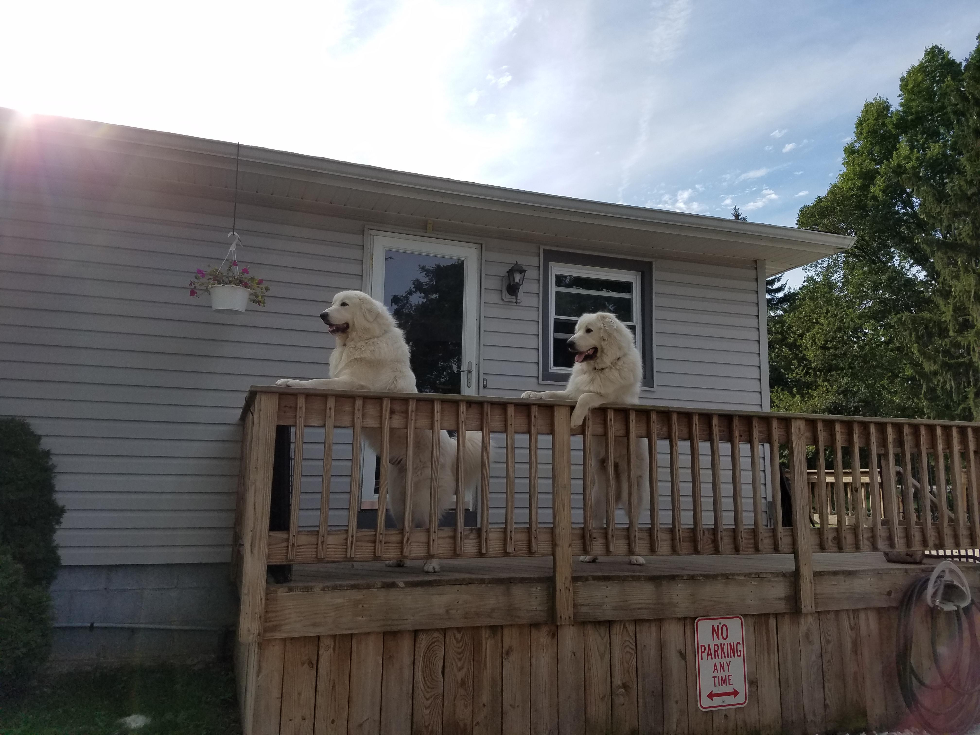 My security system. | Scrolller