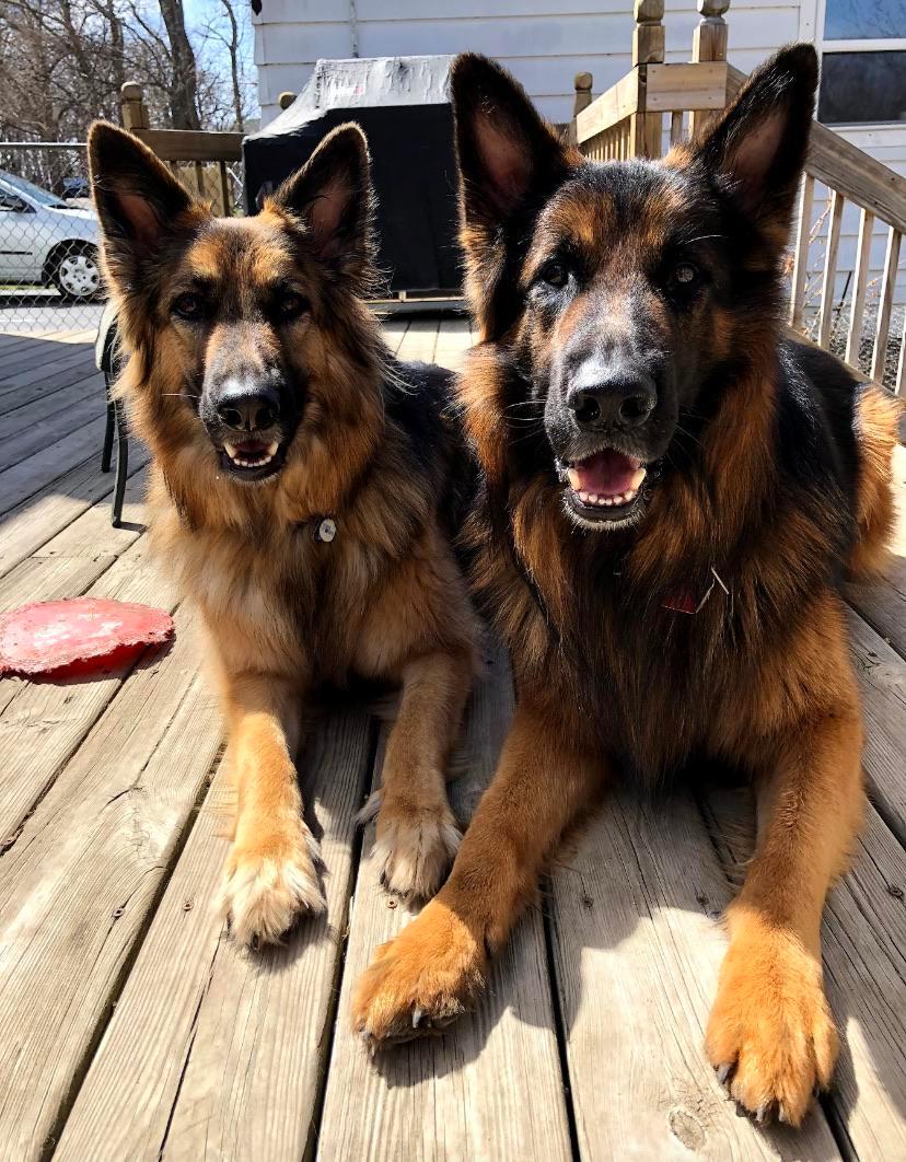My shepherd siblings. 💕 Neva on the left. Zeus on the right | Scrolller