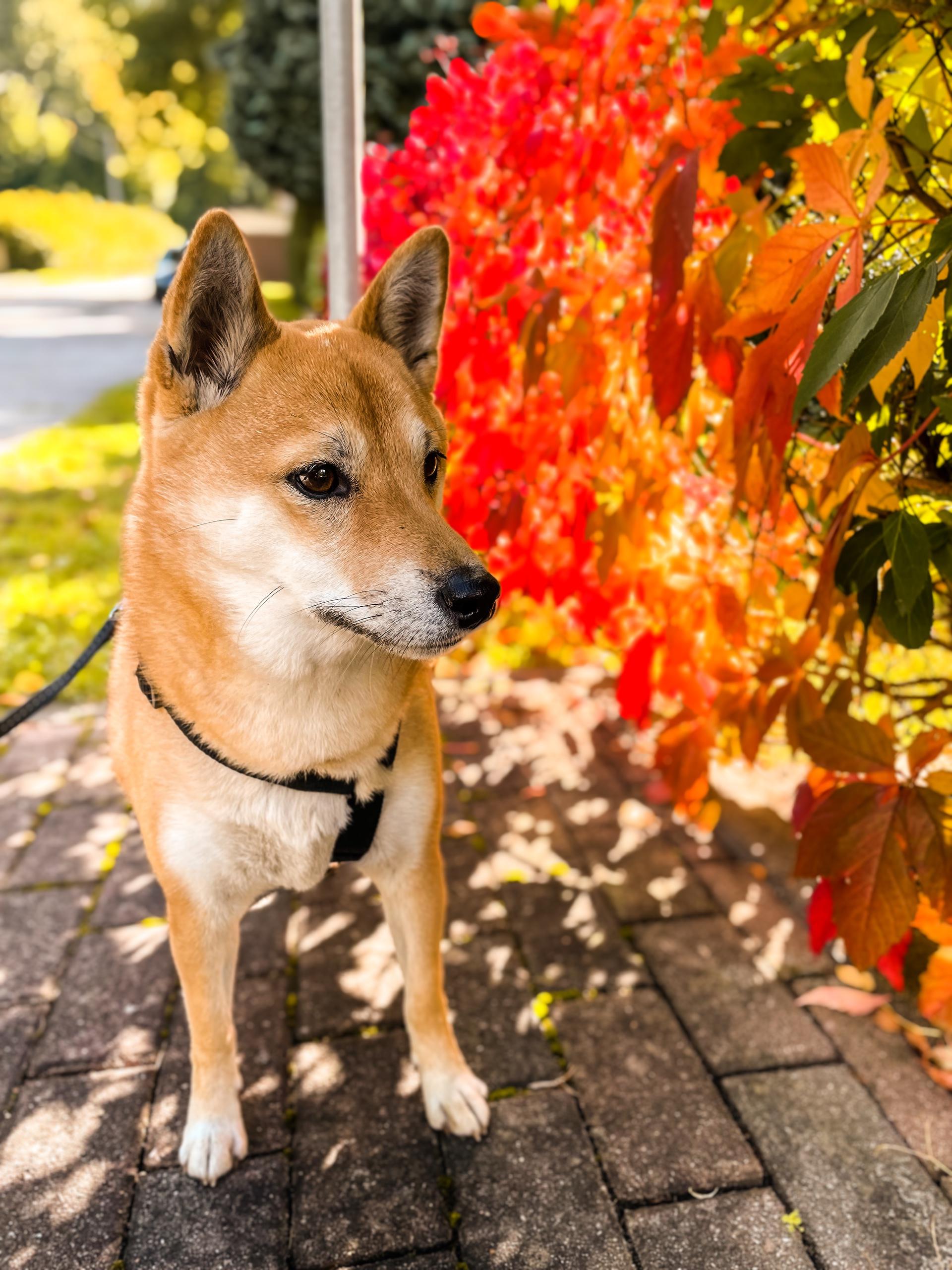 my shiba on his way to the forest 🦮 | Scrolller
