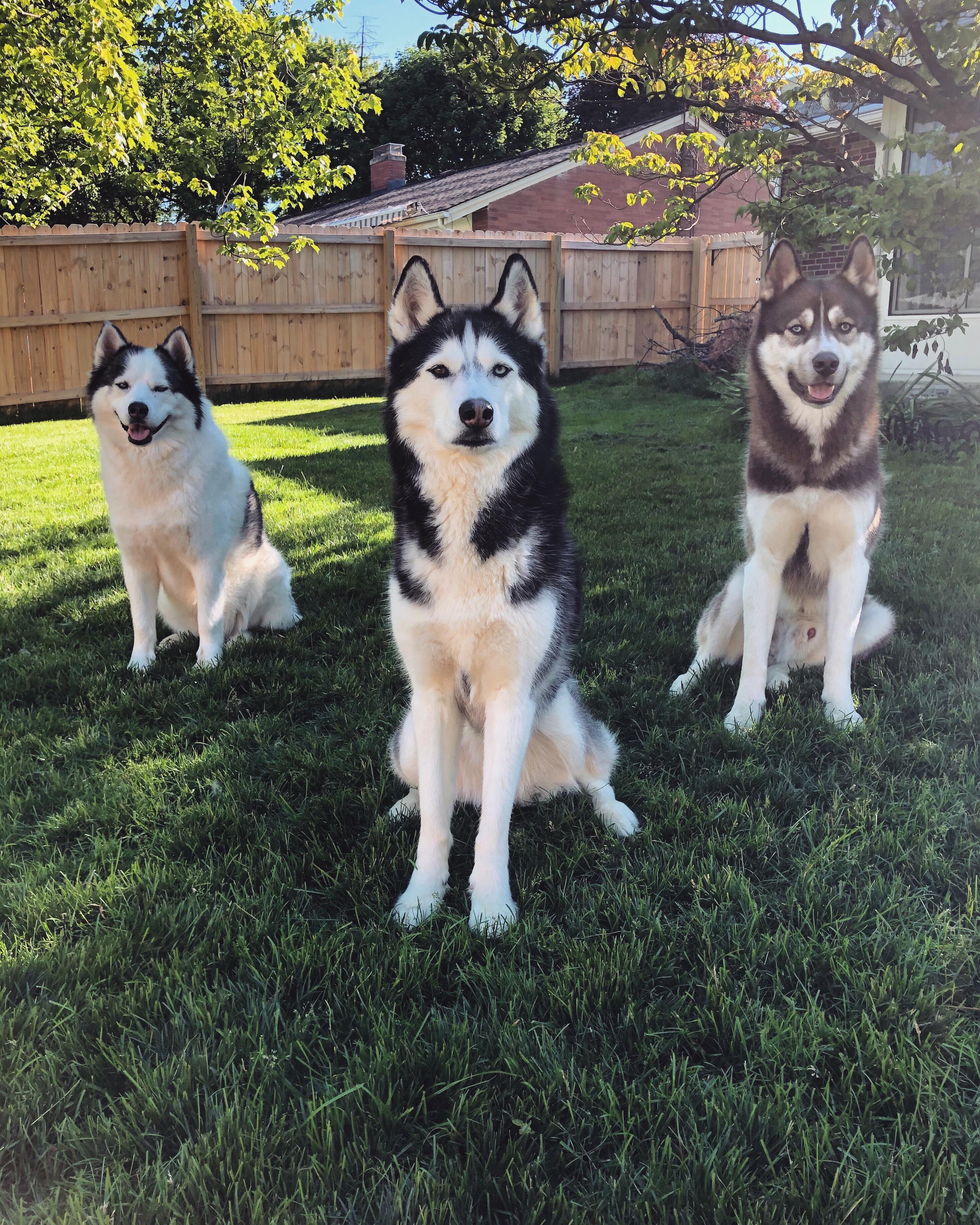 My Siberian squad🐾😎 | Scrolller
