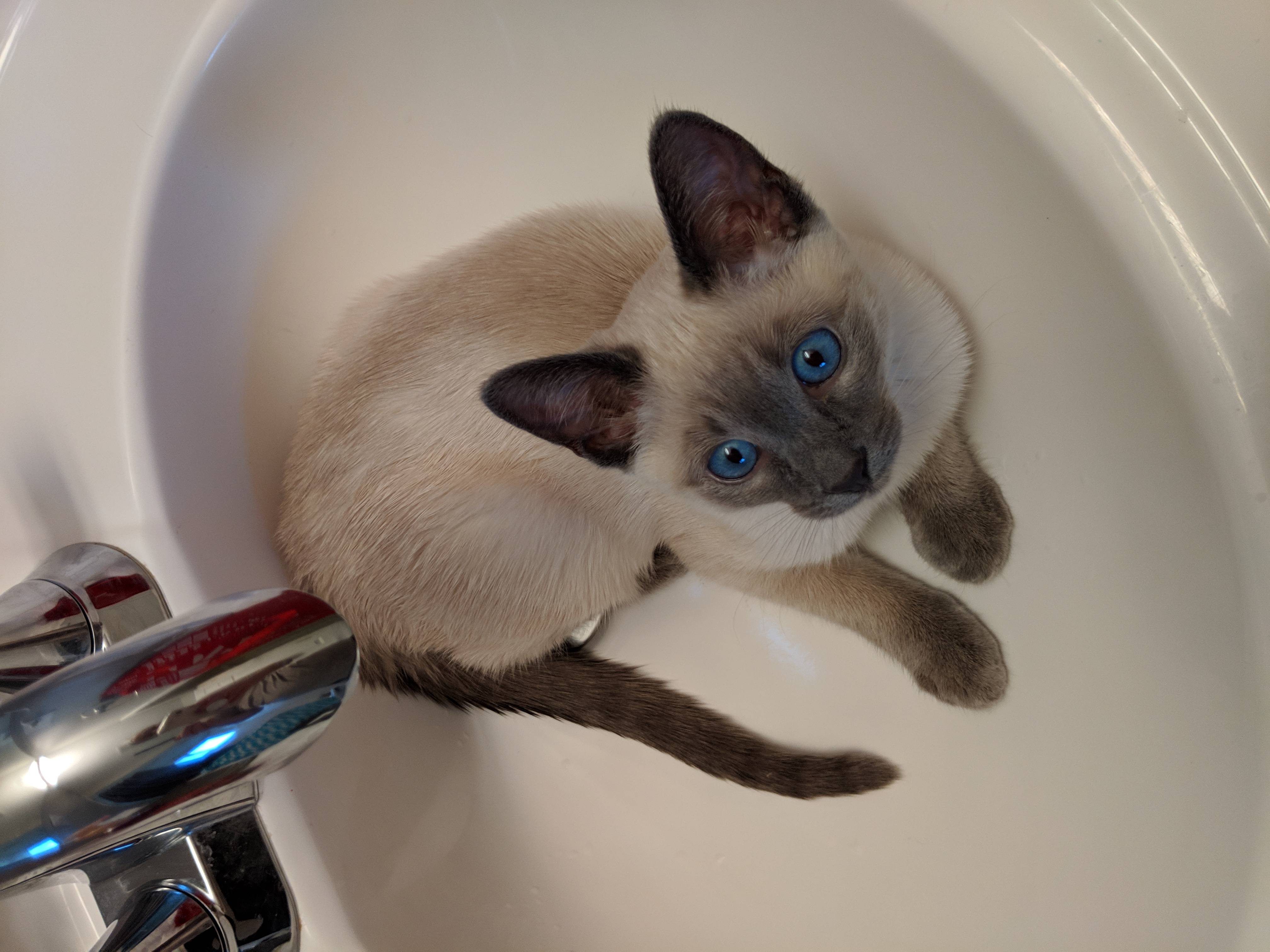 My Sink Has A Leak | Scrolller