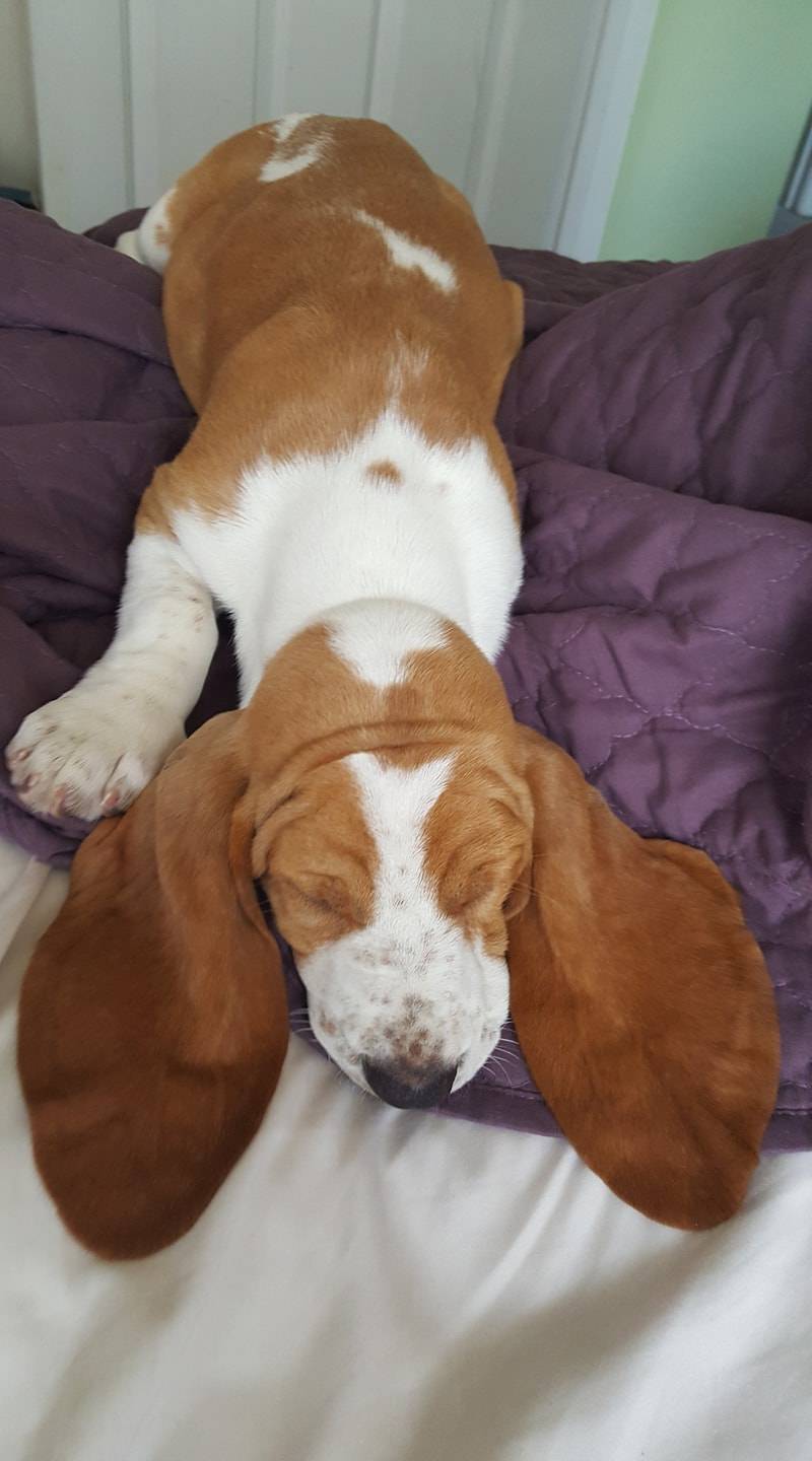 My sister's new puppy. Meet Daisy. | Scrolller