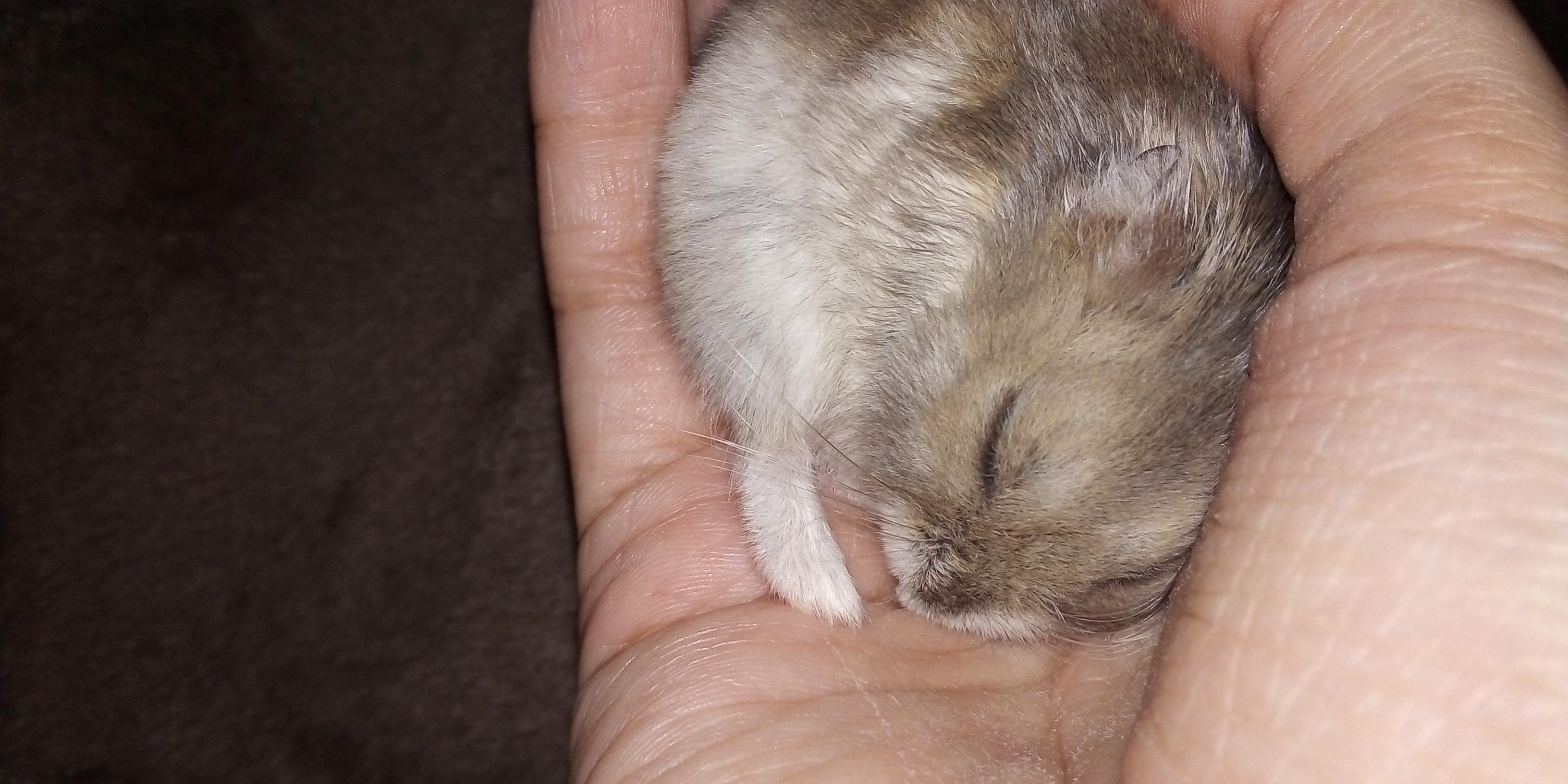 My sleepy 2.5 year old dwarf hamster Pixel. | Scrolller