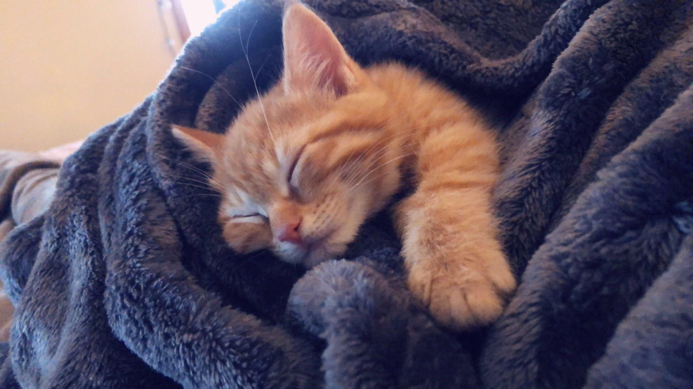 My sleepy boy 😻 | Scrolller