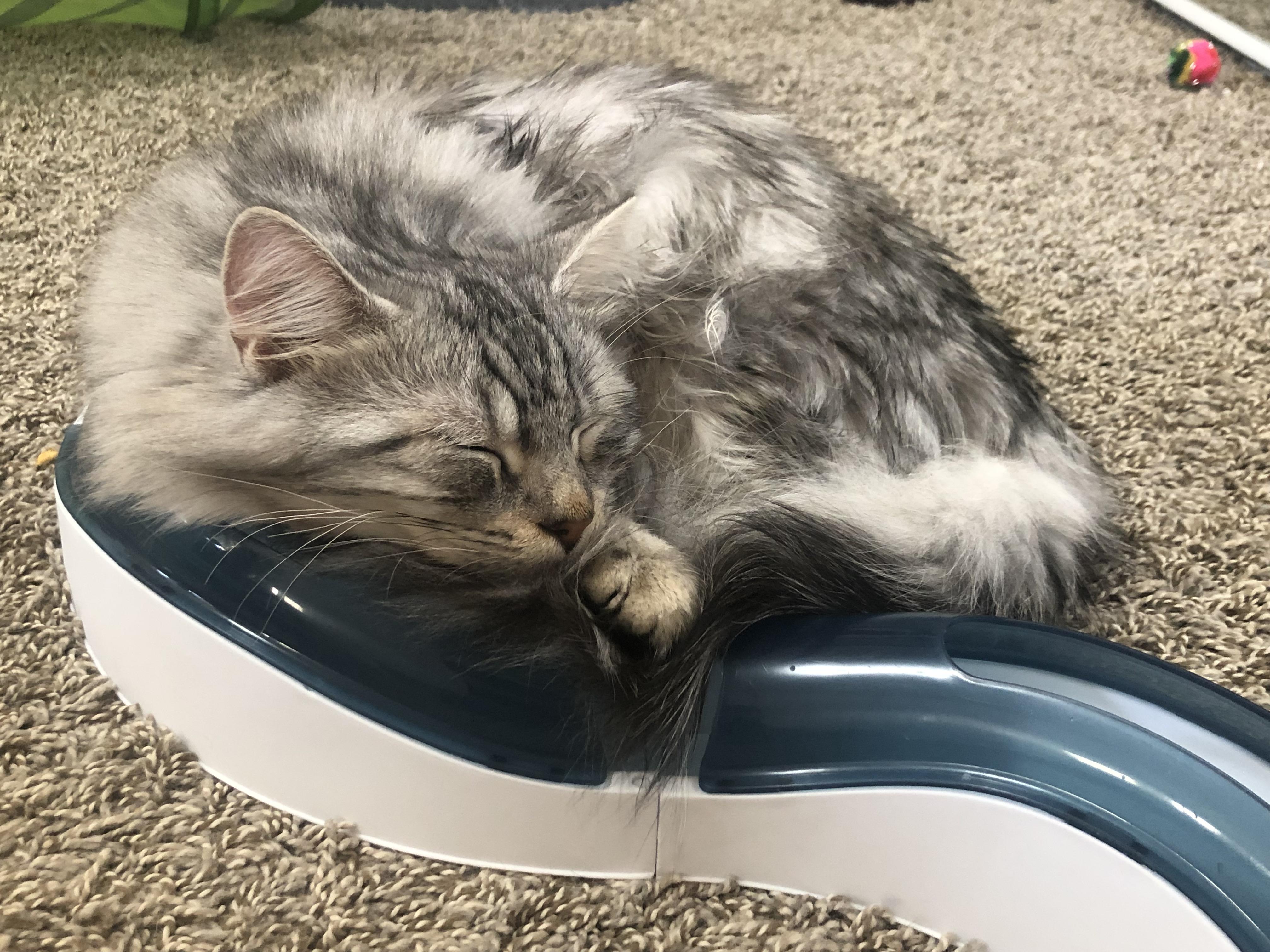 My sleepy boy ️ | Scrolller