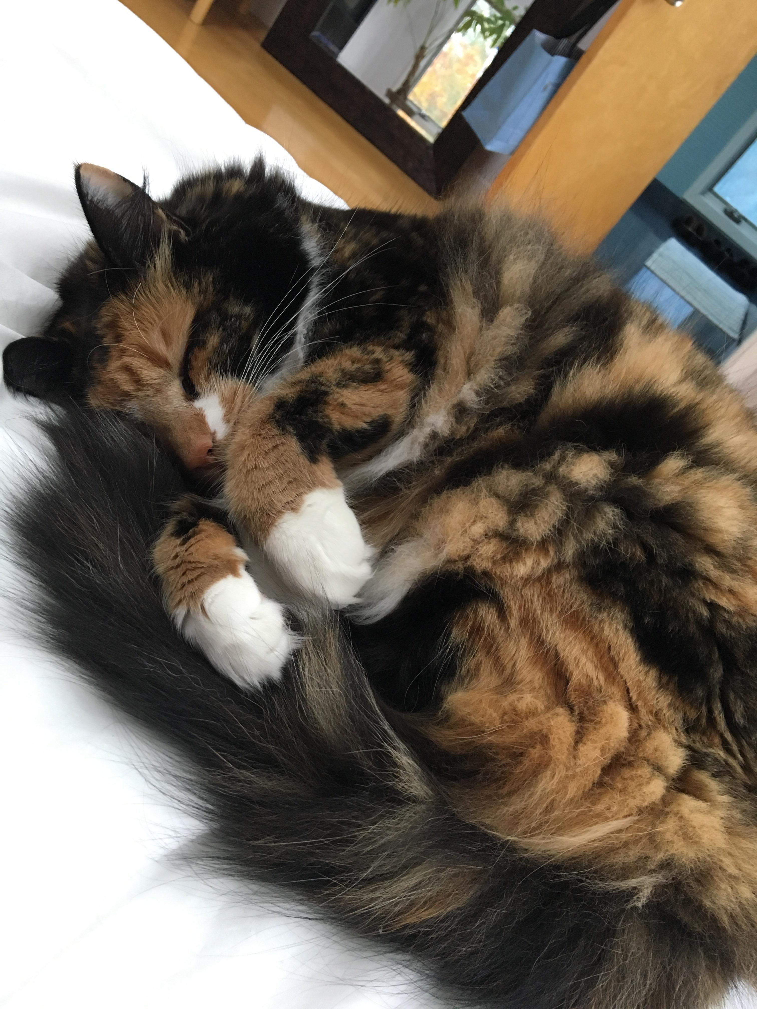 My sleepy girl | Scrolller