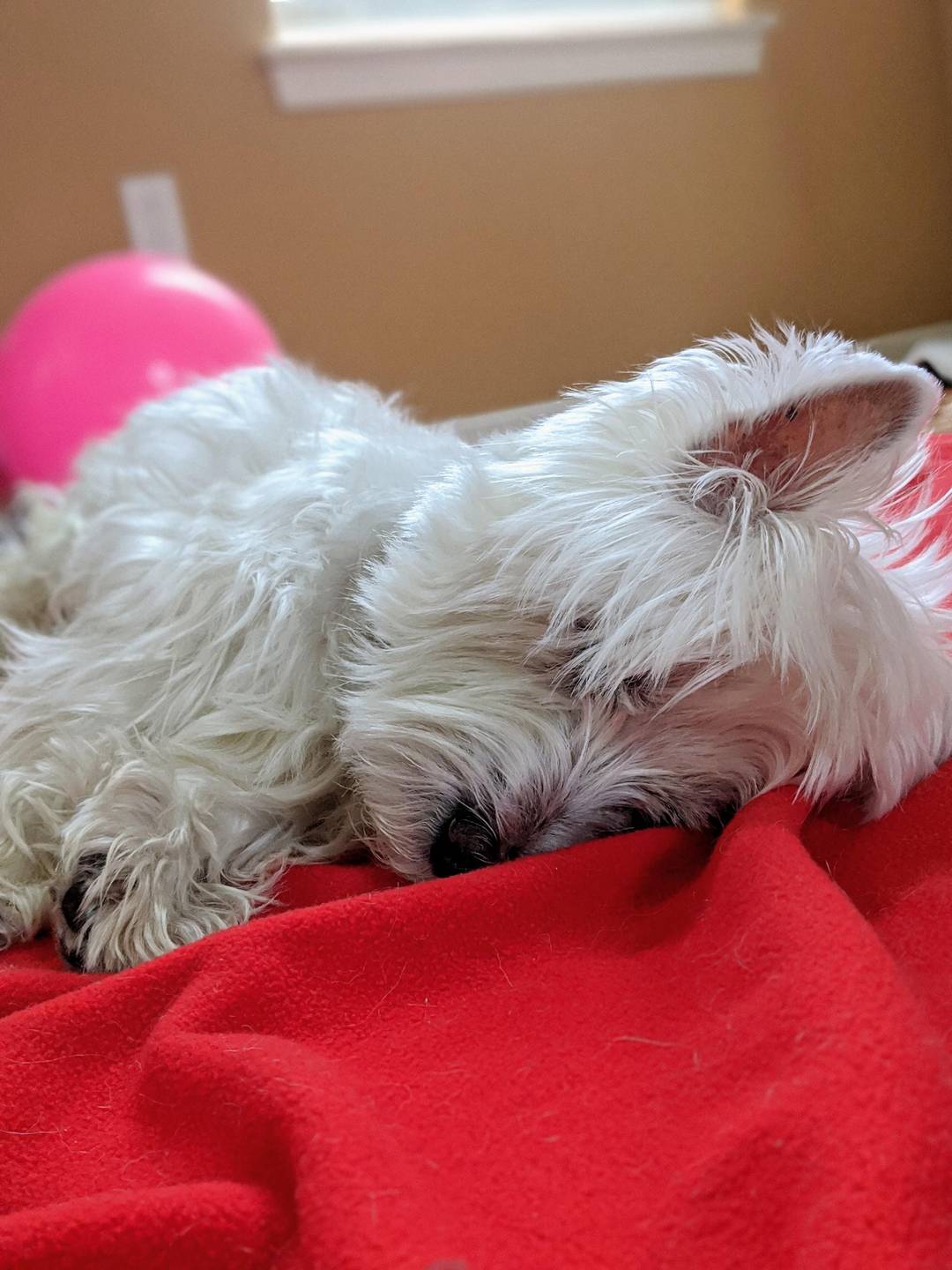 My sleepy girl gets me through these ruff times | Scrolller