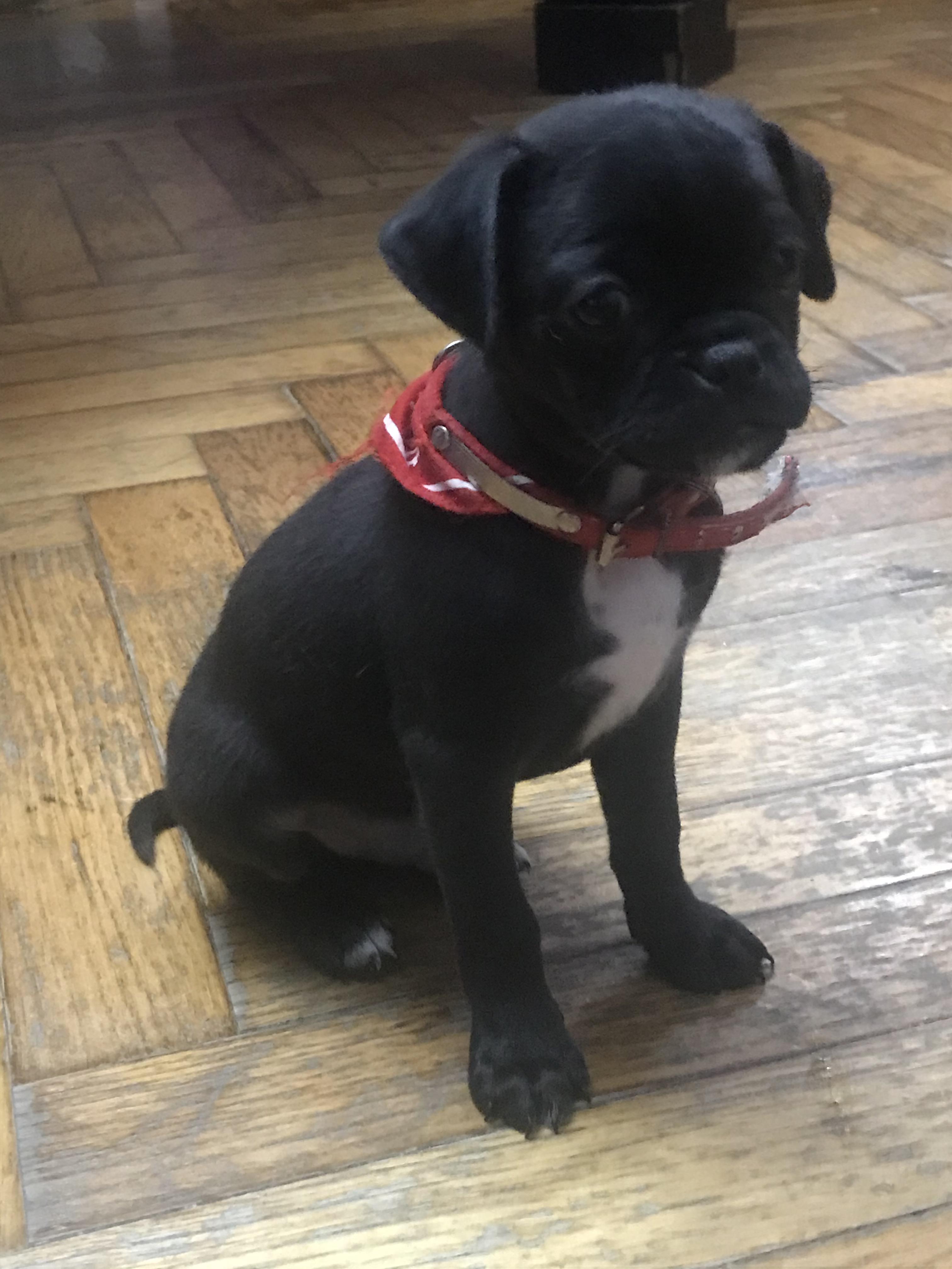 My smol pug | Scrolller