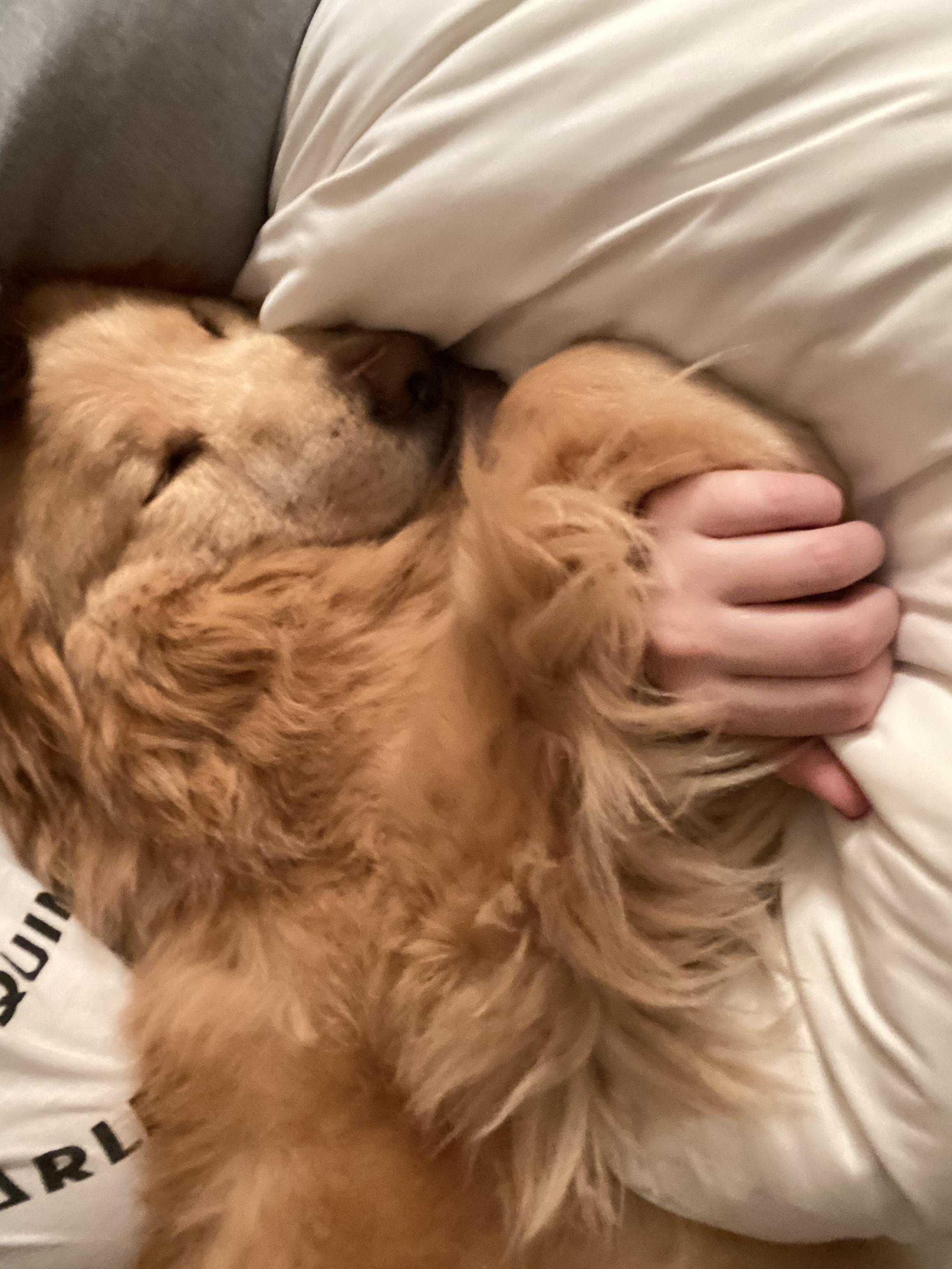 My snuggly chow mix 😍 | Scrolller