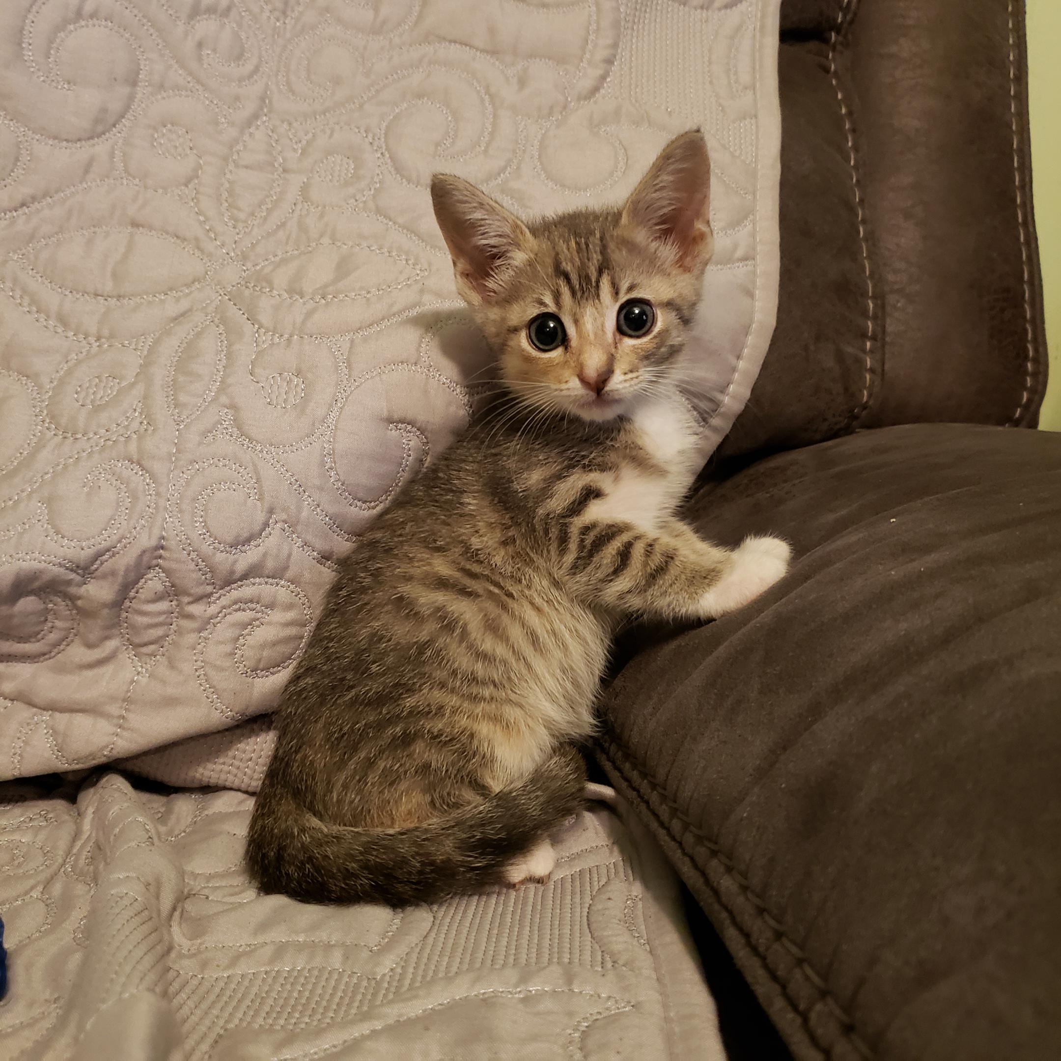 My son's cat | Scrolller