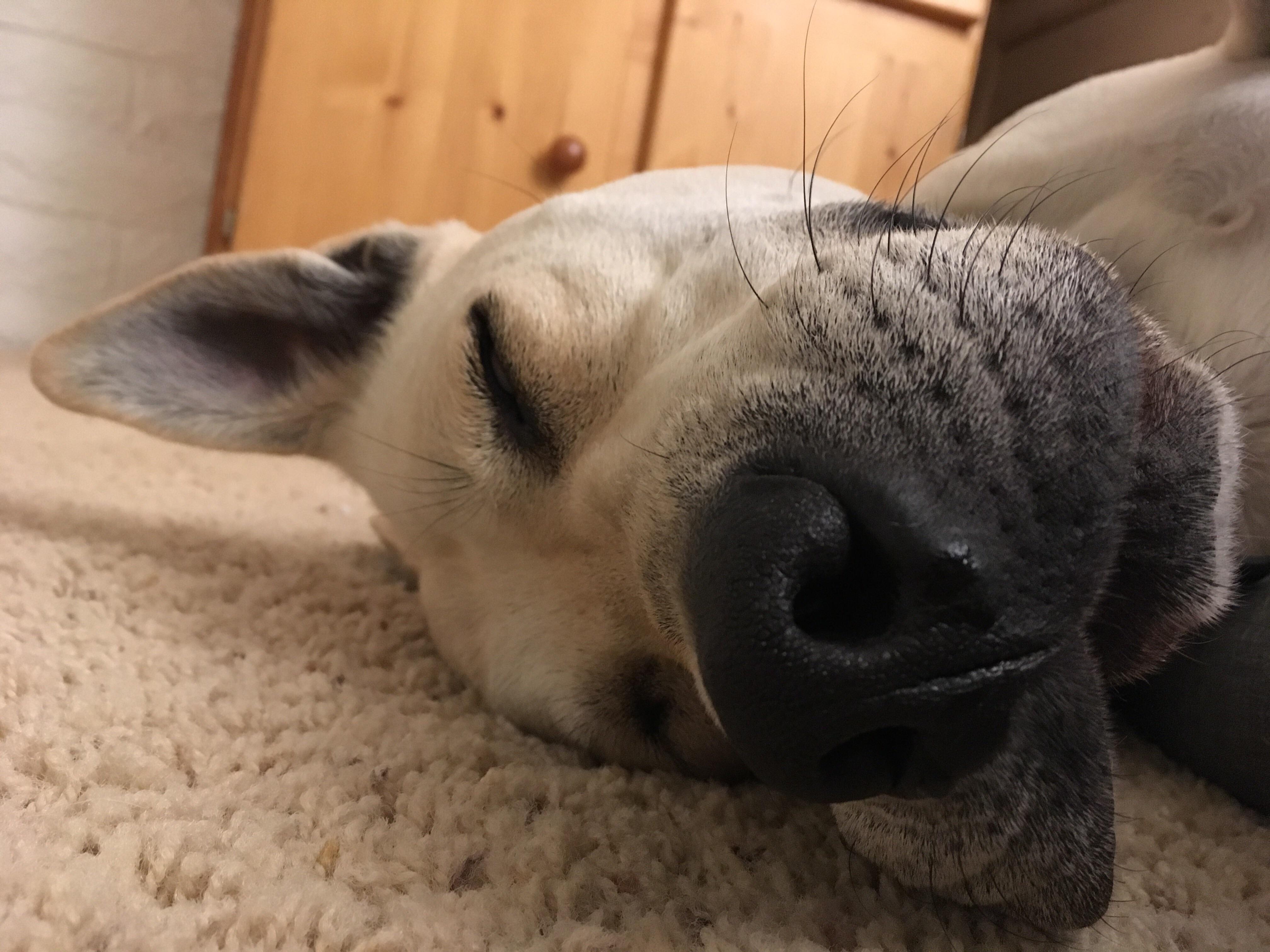 my squishy boi | Scrolller