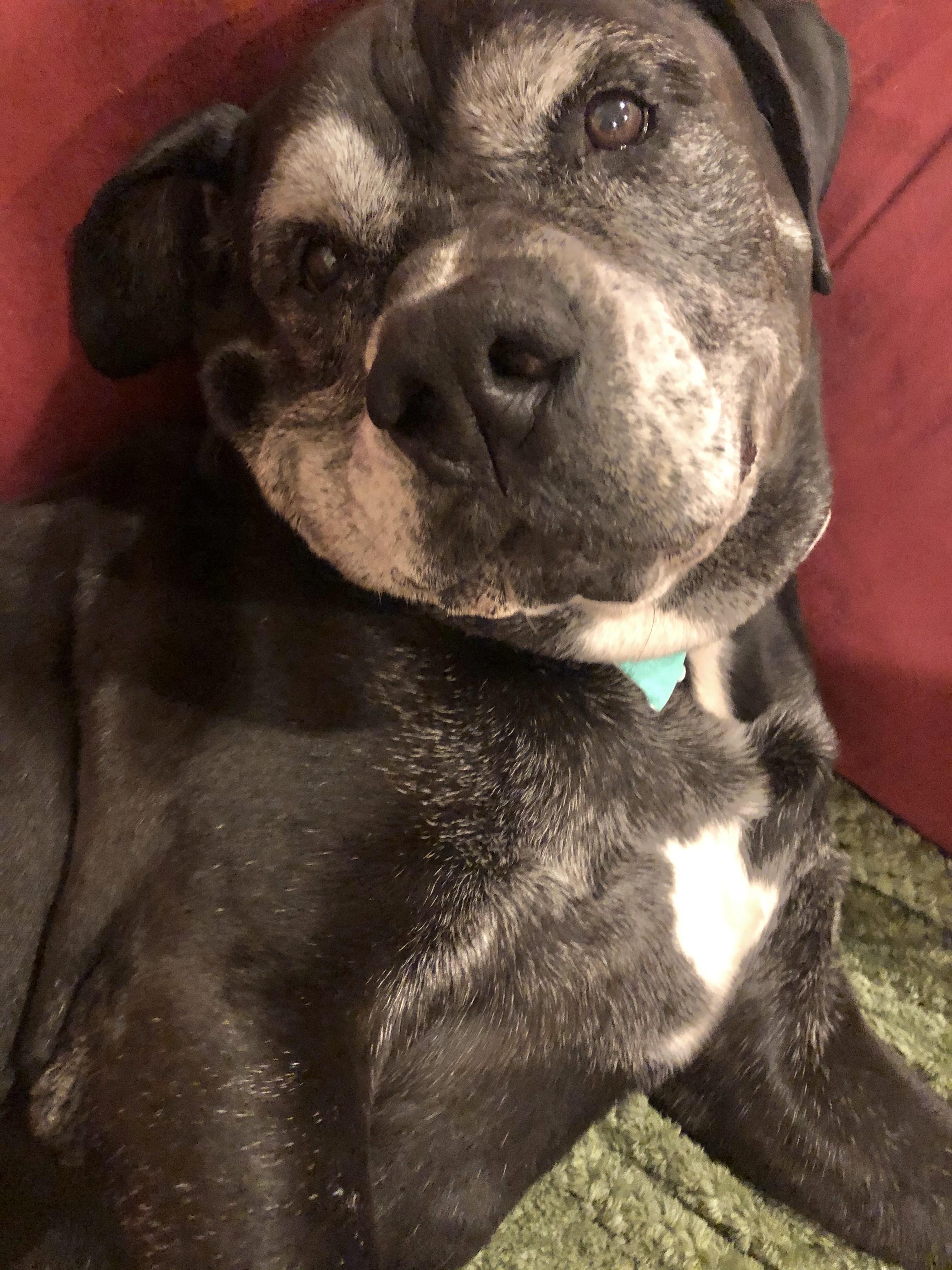 My squishy old man, Gunner | Scrolller