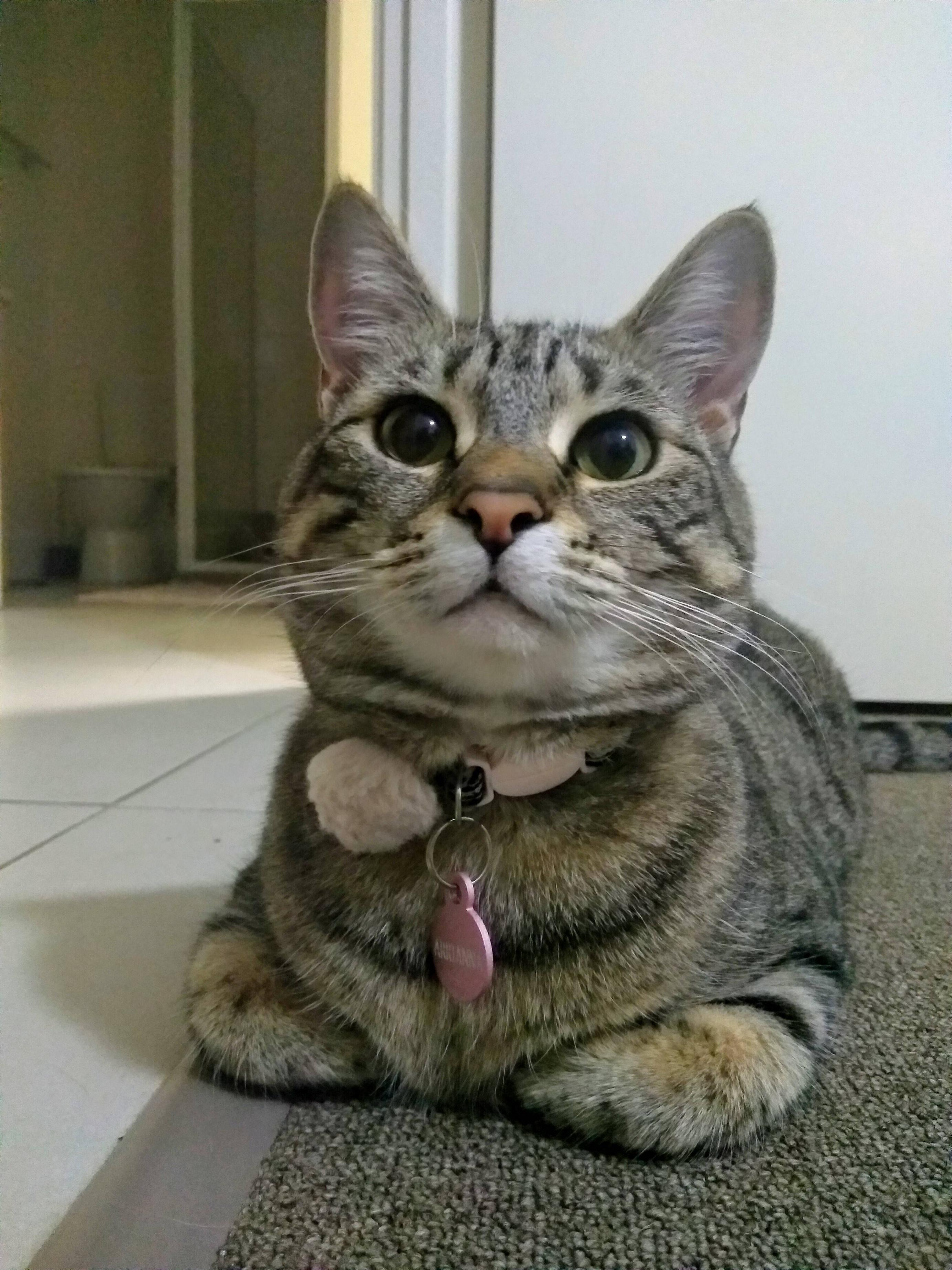My sweet baby girl has been practicing her loaf form. I'm so proud! 🥰 | Scrolller