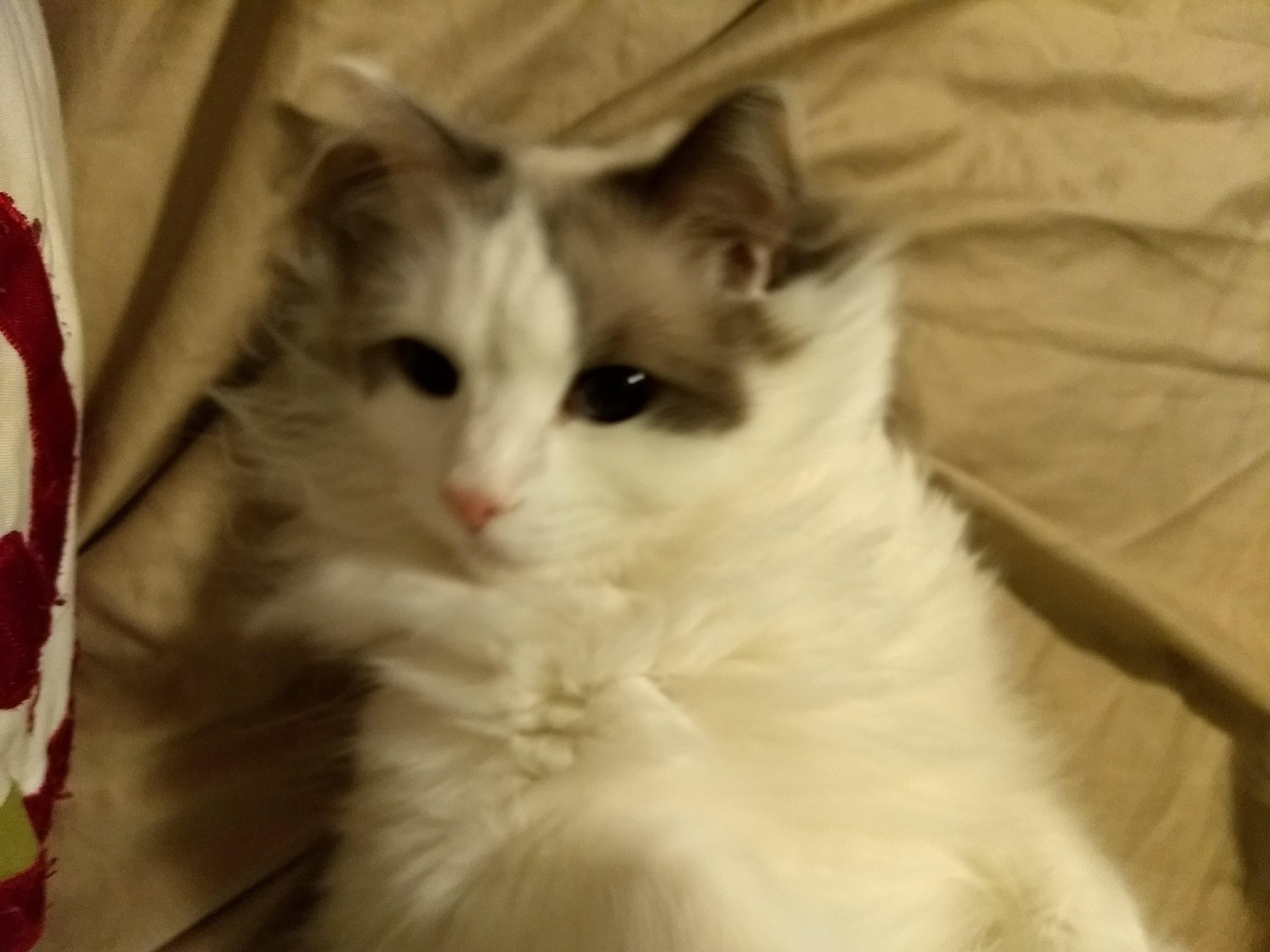 My sweet Nippy | Scrolller