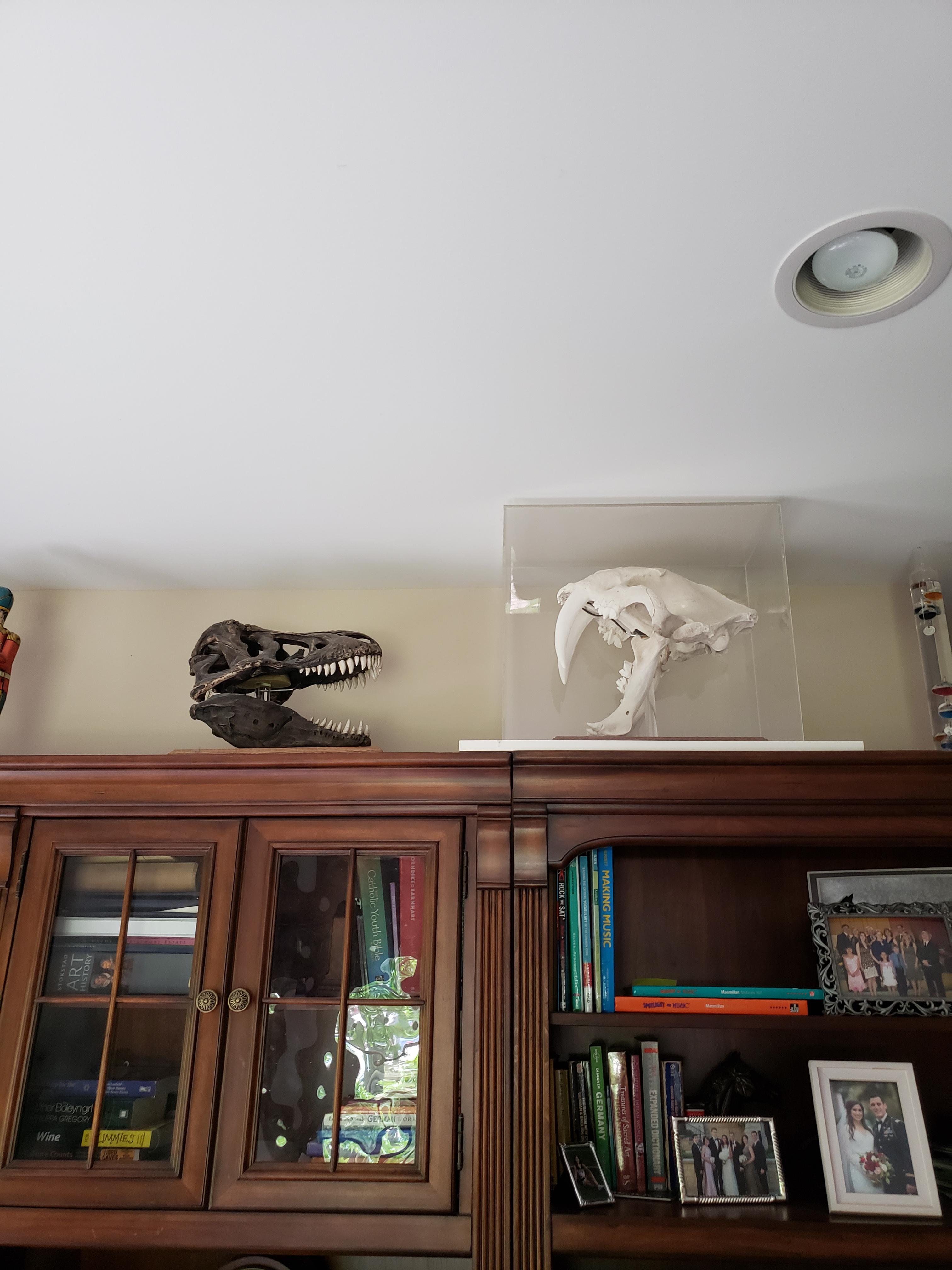 My T Rex scale skull and sabertooth cast | Scrolller