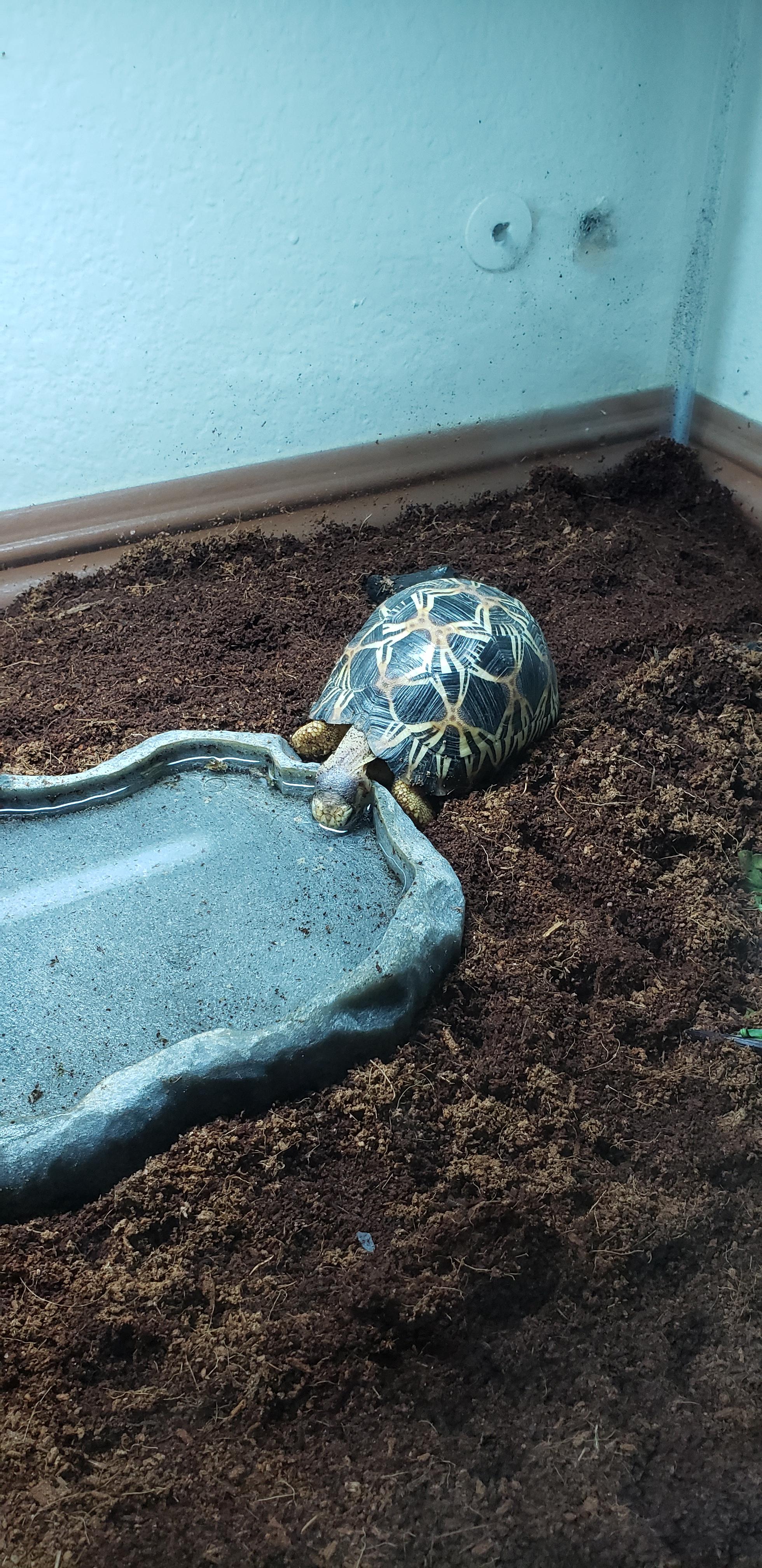 My thirsty baby radiated tortoise | Scrolller