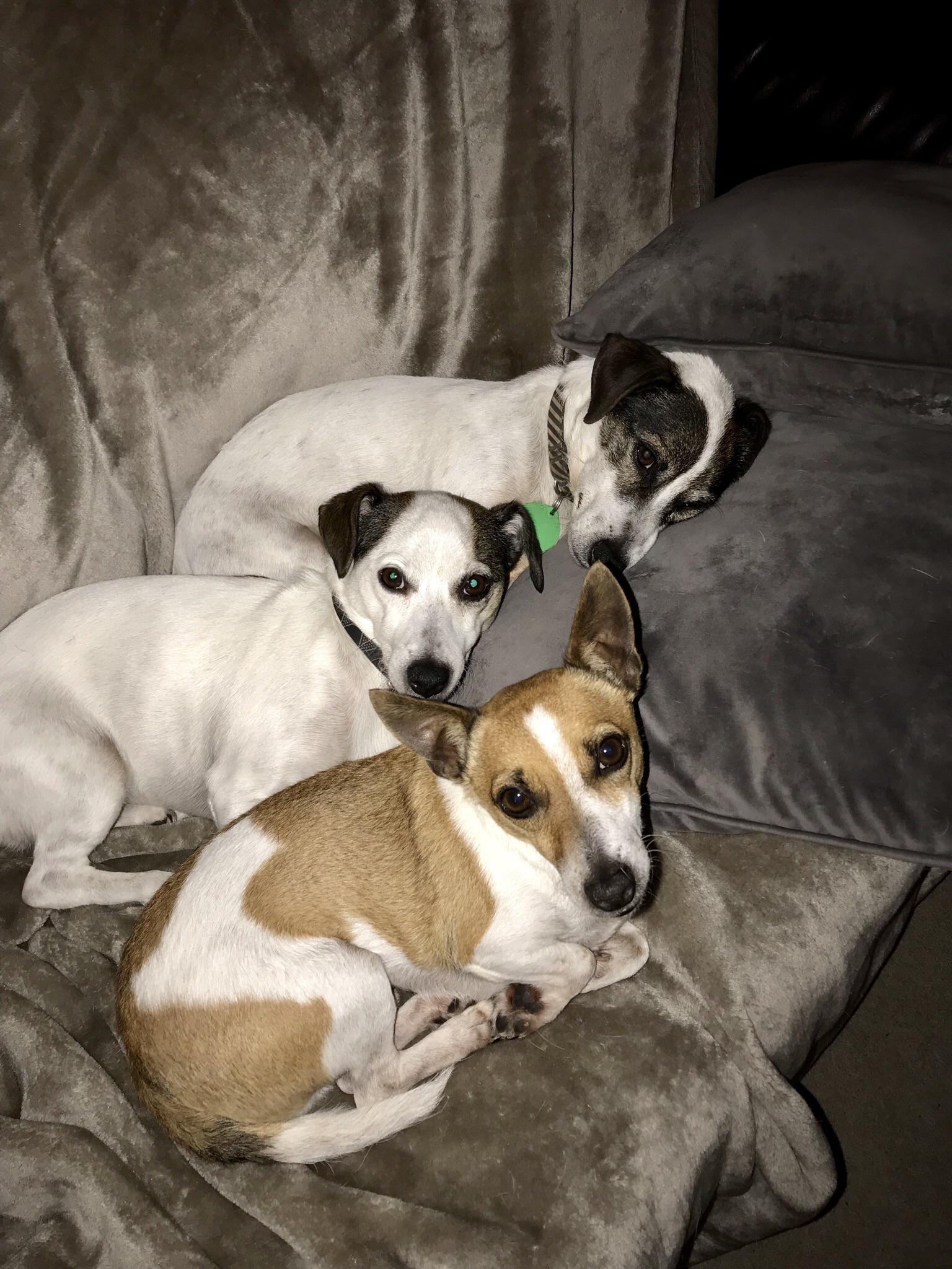 My three Jack Russells chilling out! | Scrolller