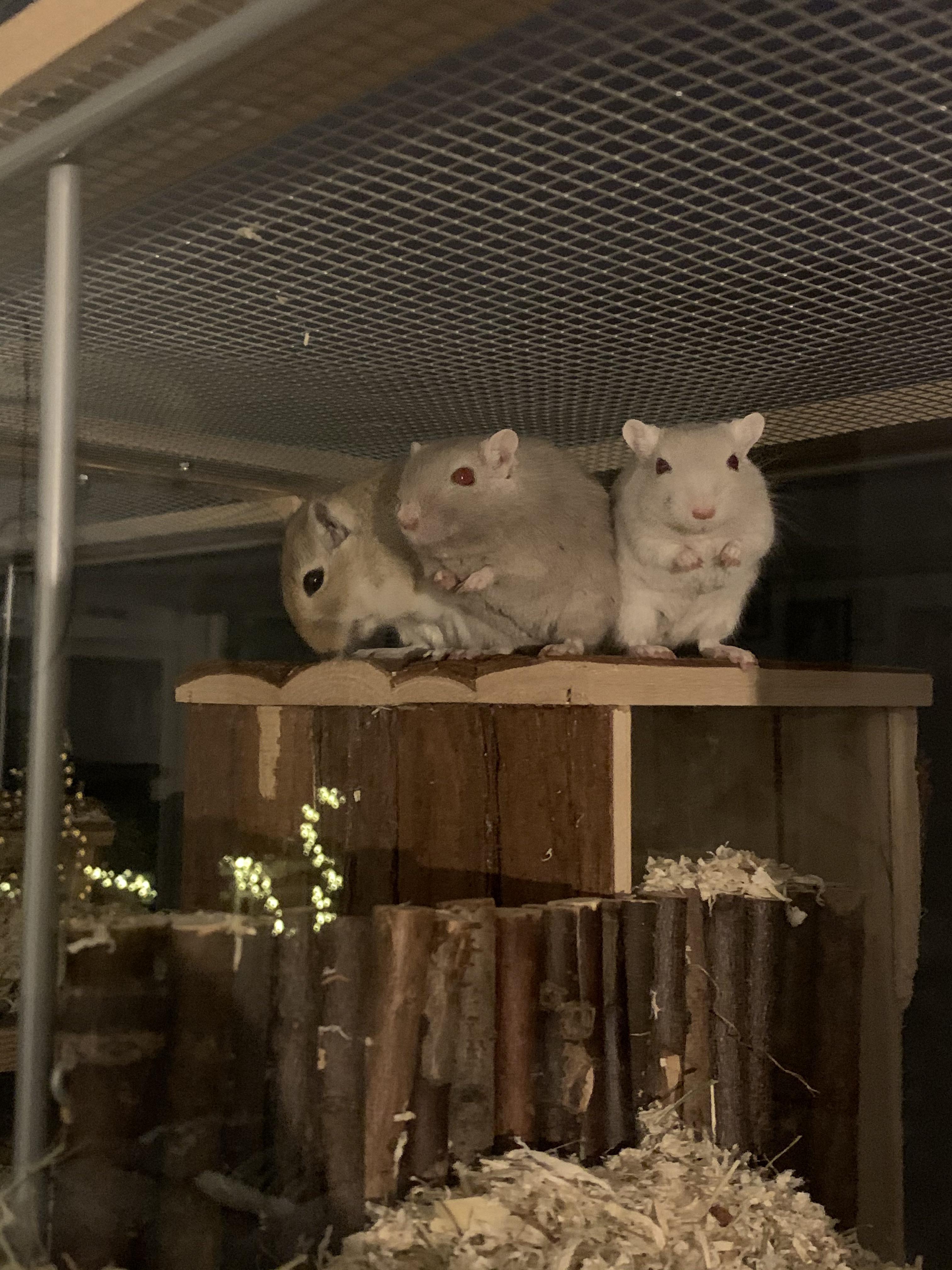 My three little gerbil girls 🥰 | Scrolller