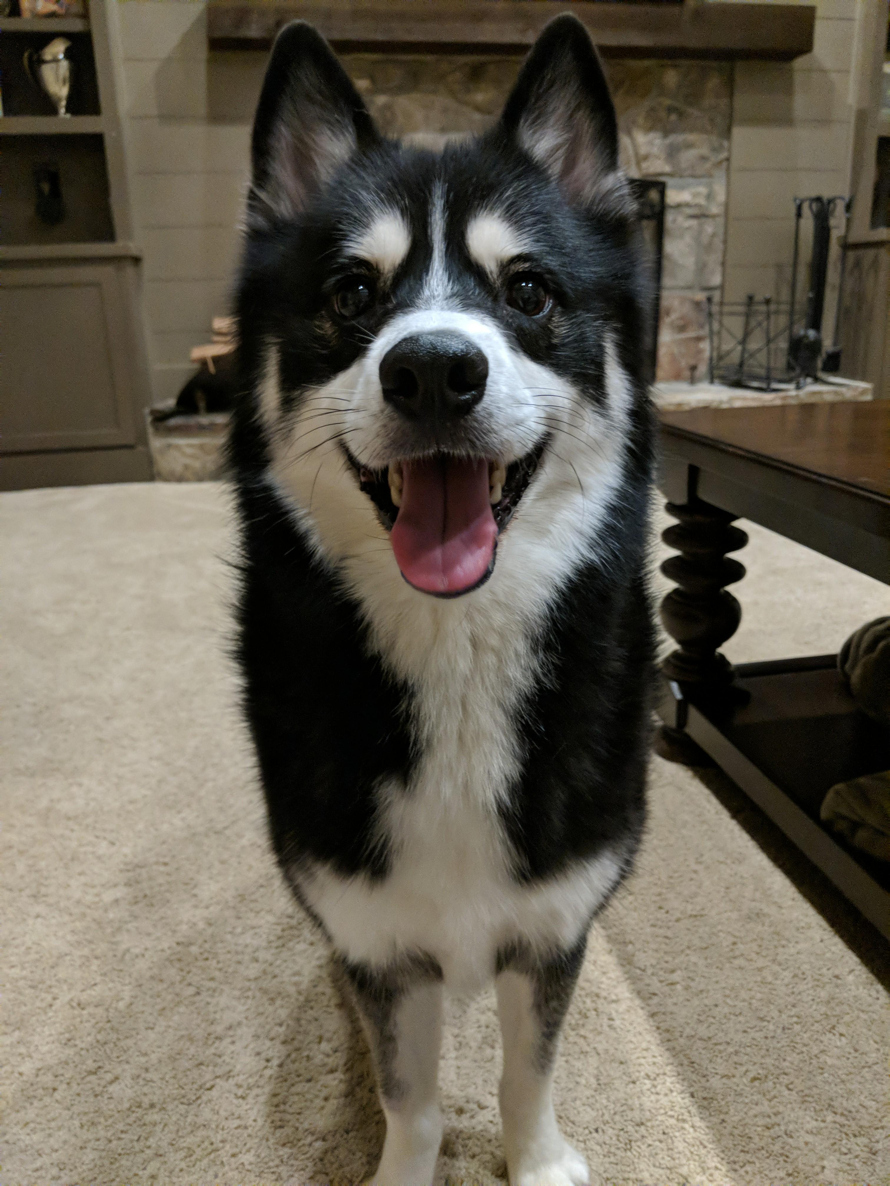 My three year old Pomsky, Sif | Scrolller