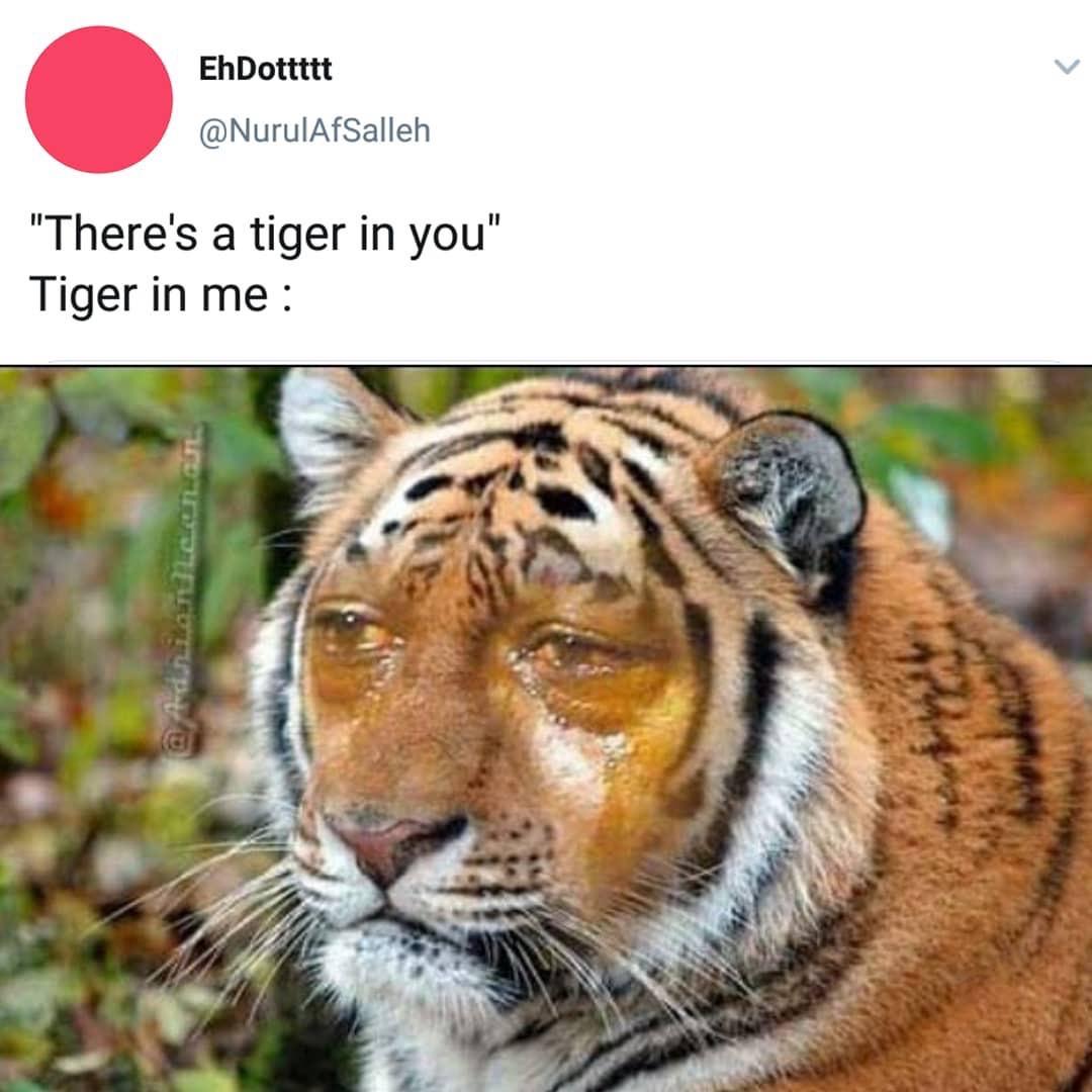 My tiger | Scrolller