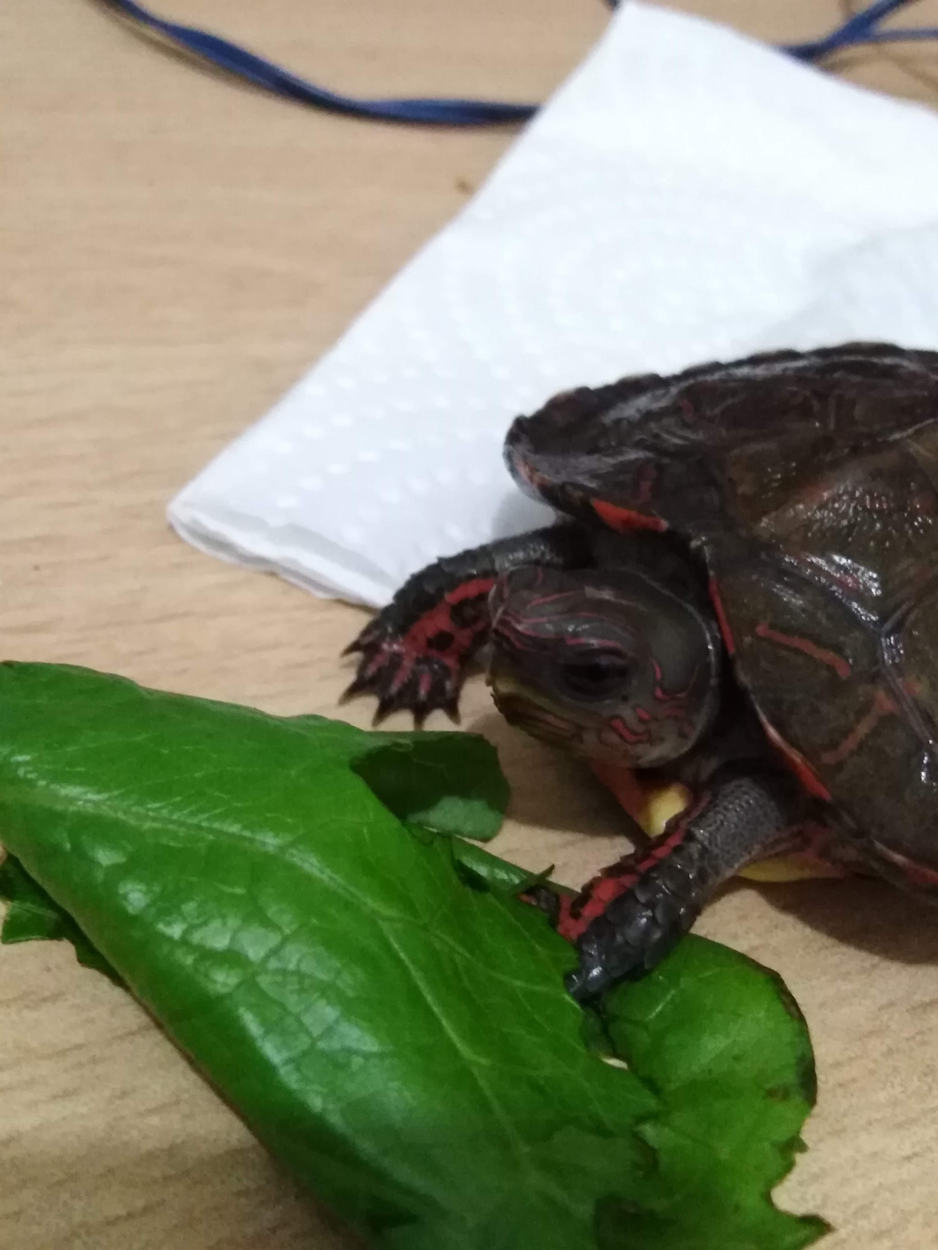 My turtle! | Scrolller