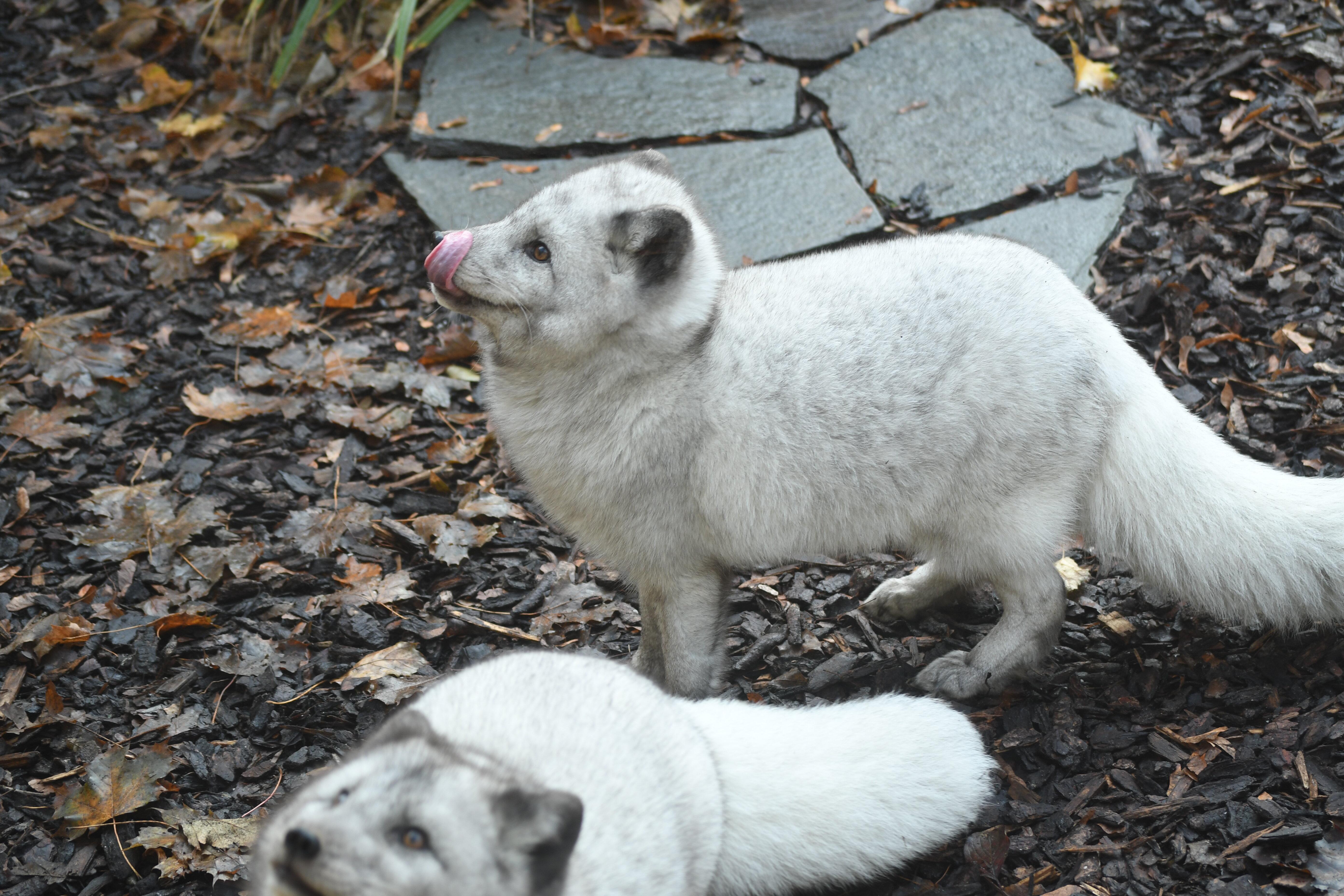 My two arctic foxes | Scrolller