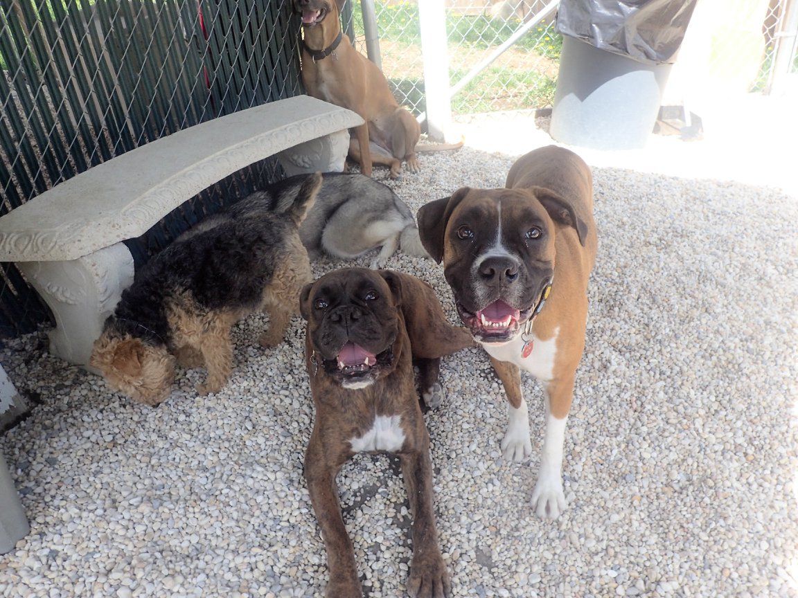 My two boxers | Scrolller