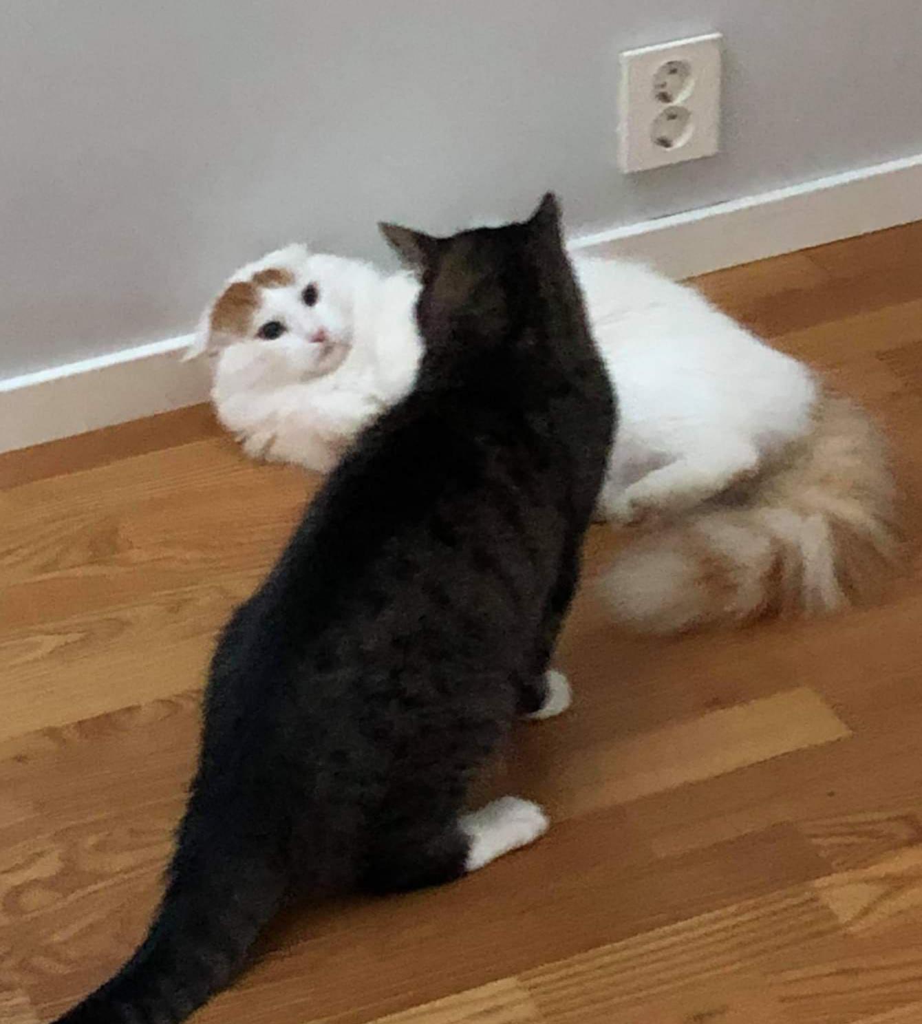 My two cats after a fight | Scrolller