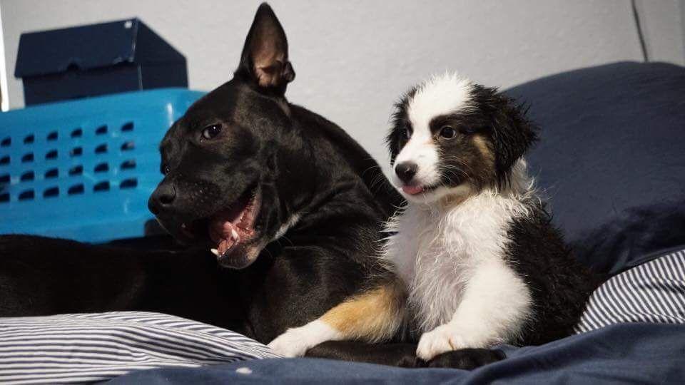 My two dogs, Frank(left) and Leo(right)! | Scrolller