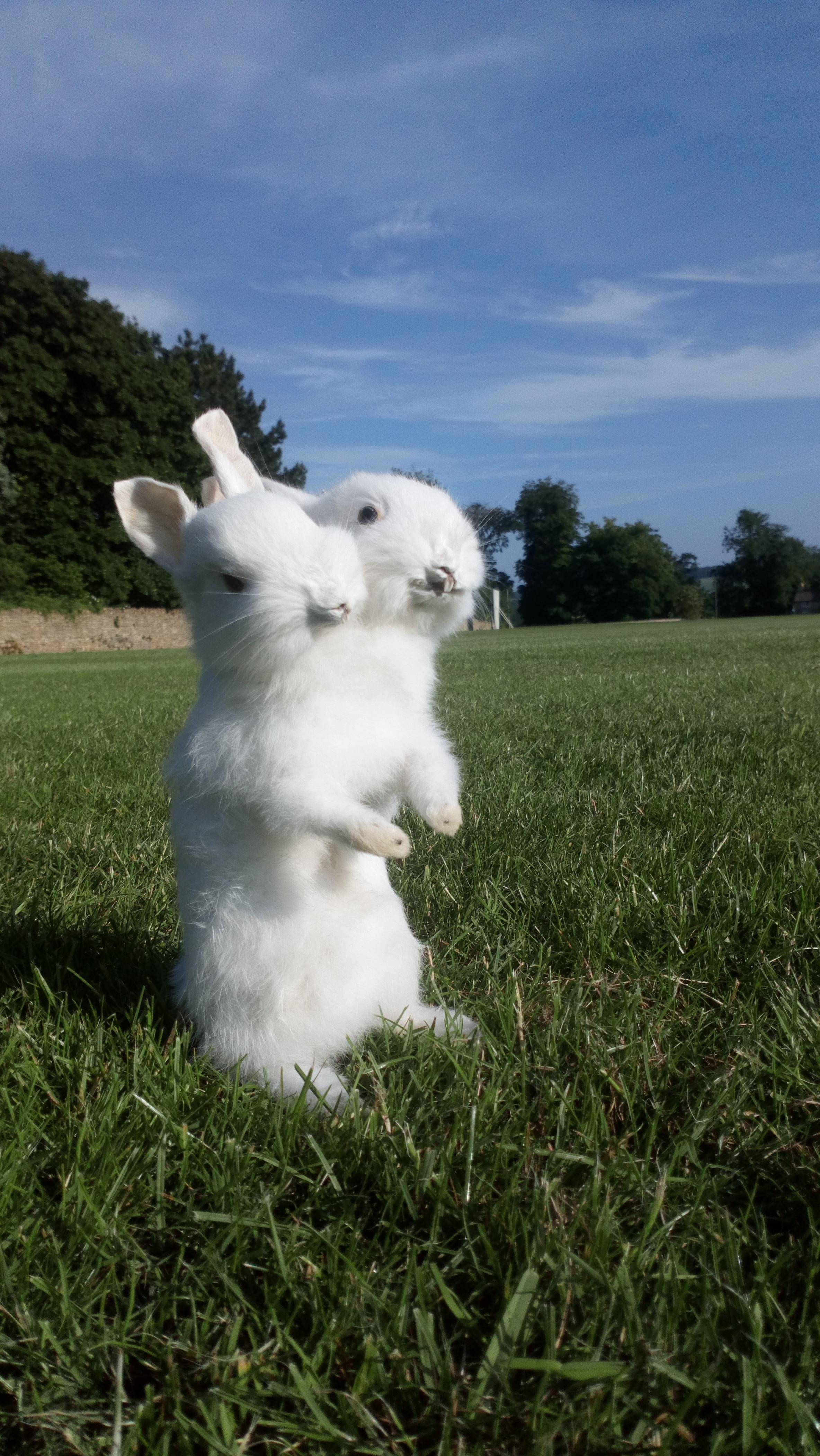 My two headed rabbit | Scrolller