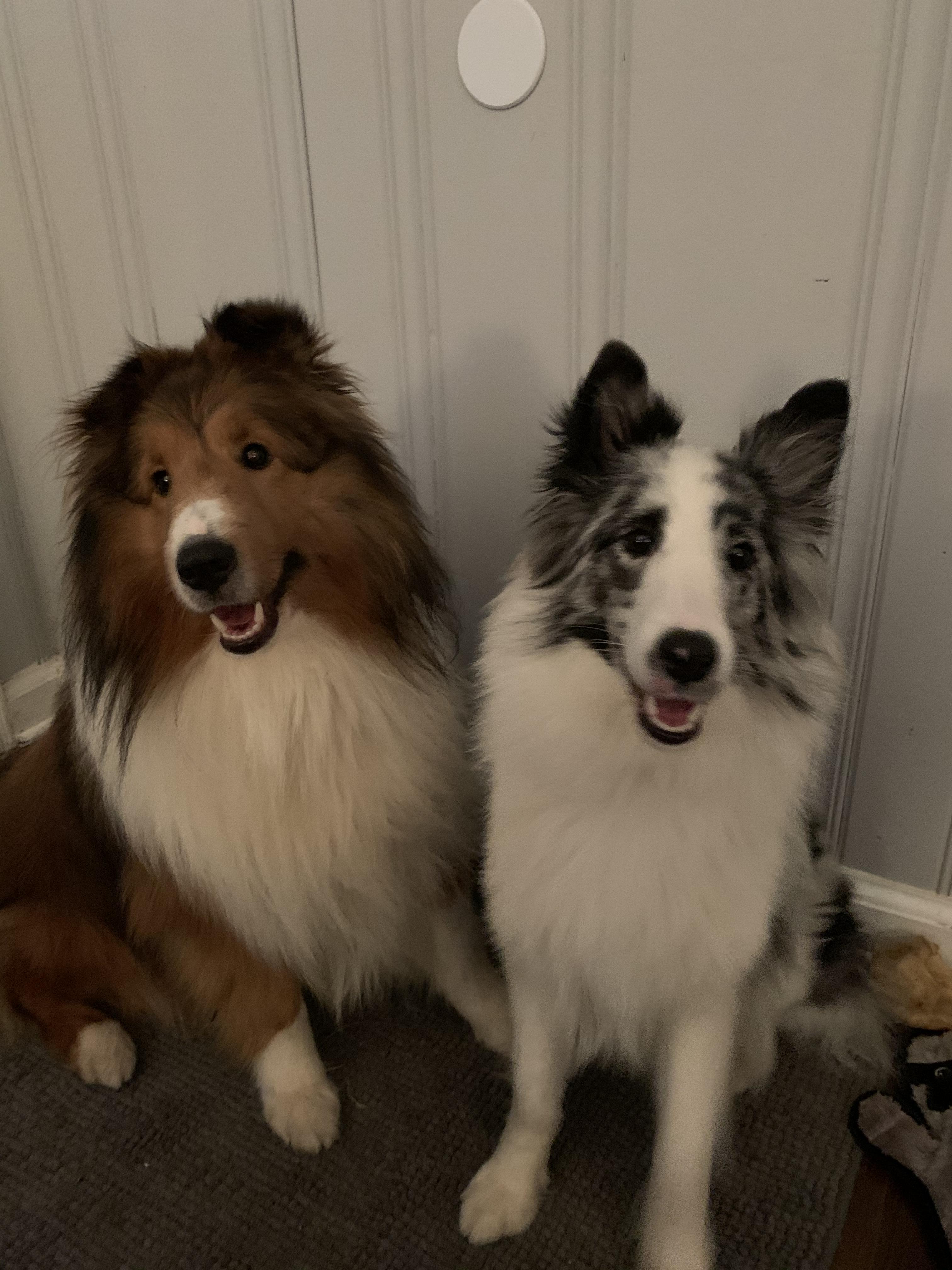 My two troublemakers, Dallas and Treasure | Scrolller