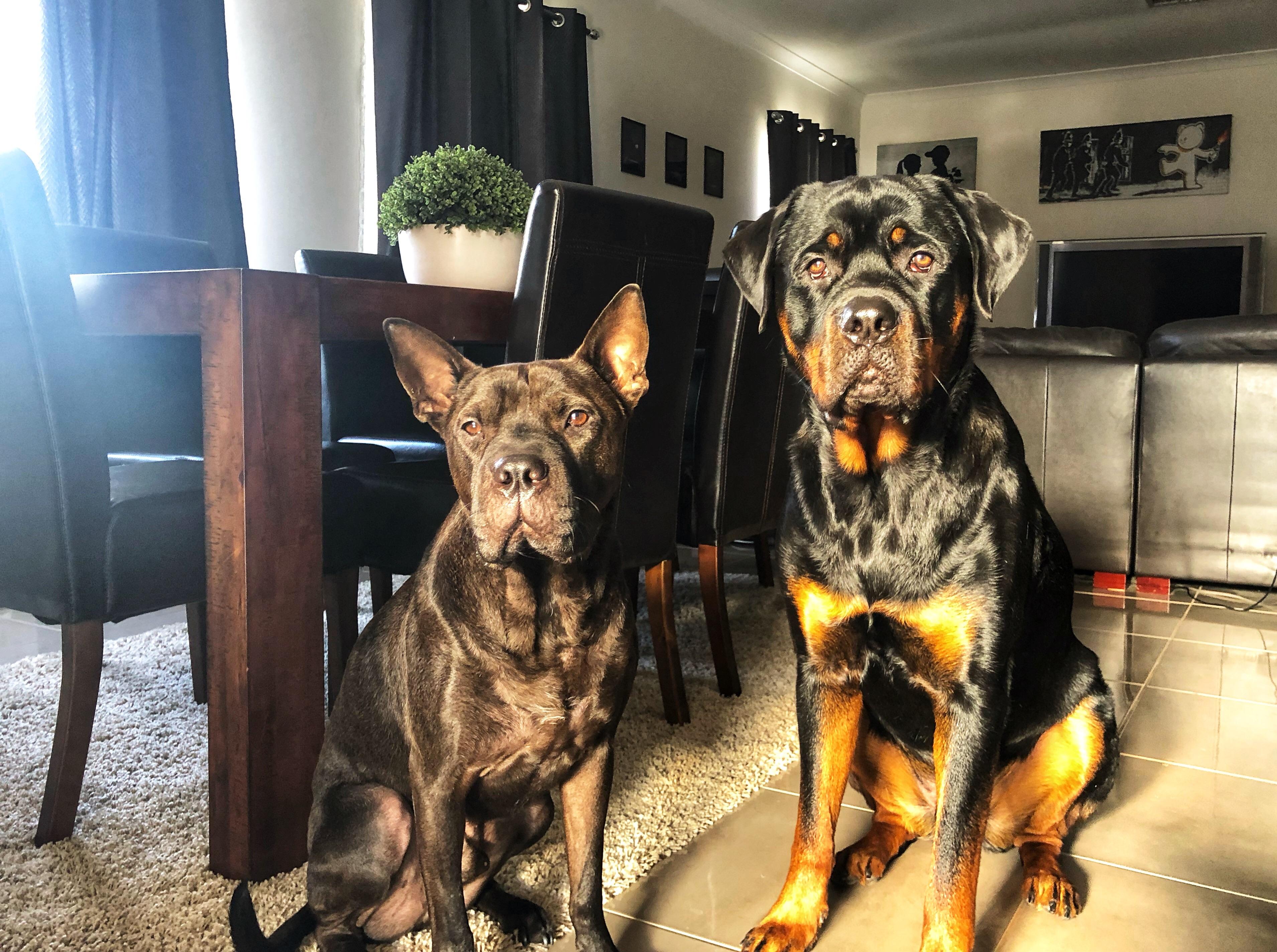 My two weirdos 💙🐾 | Scrolller