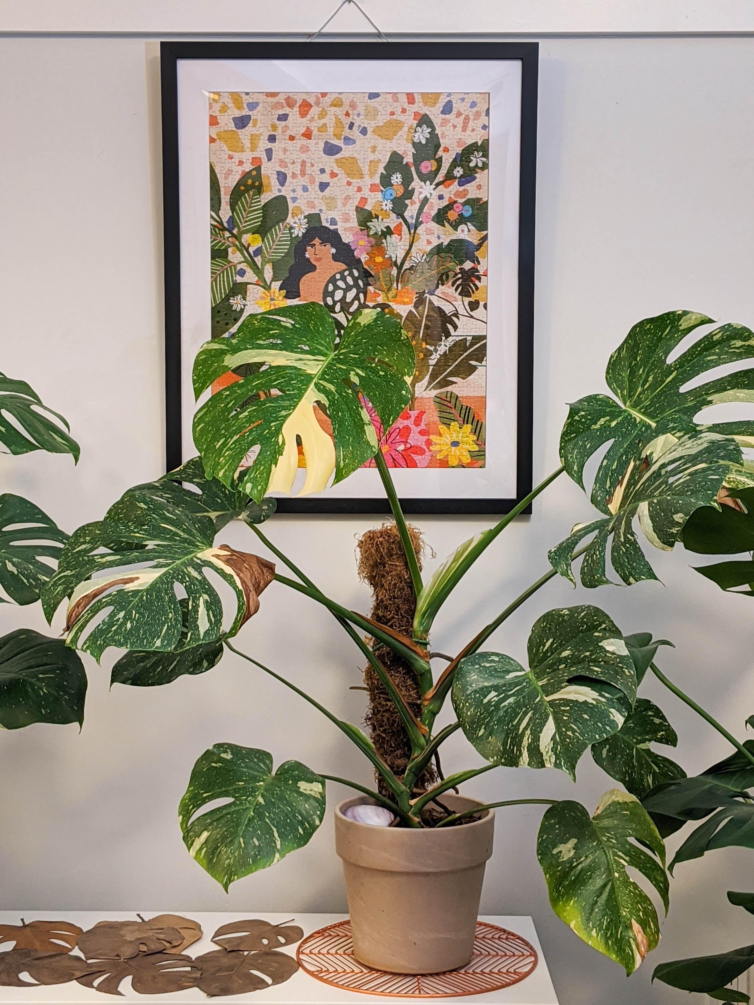My variegated monstera went through a little rough patch, but she's finally happy again! | Scrolller