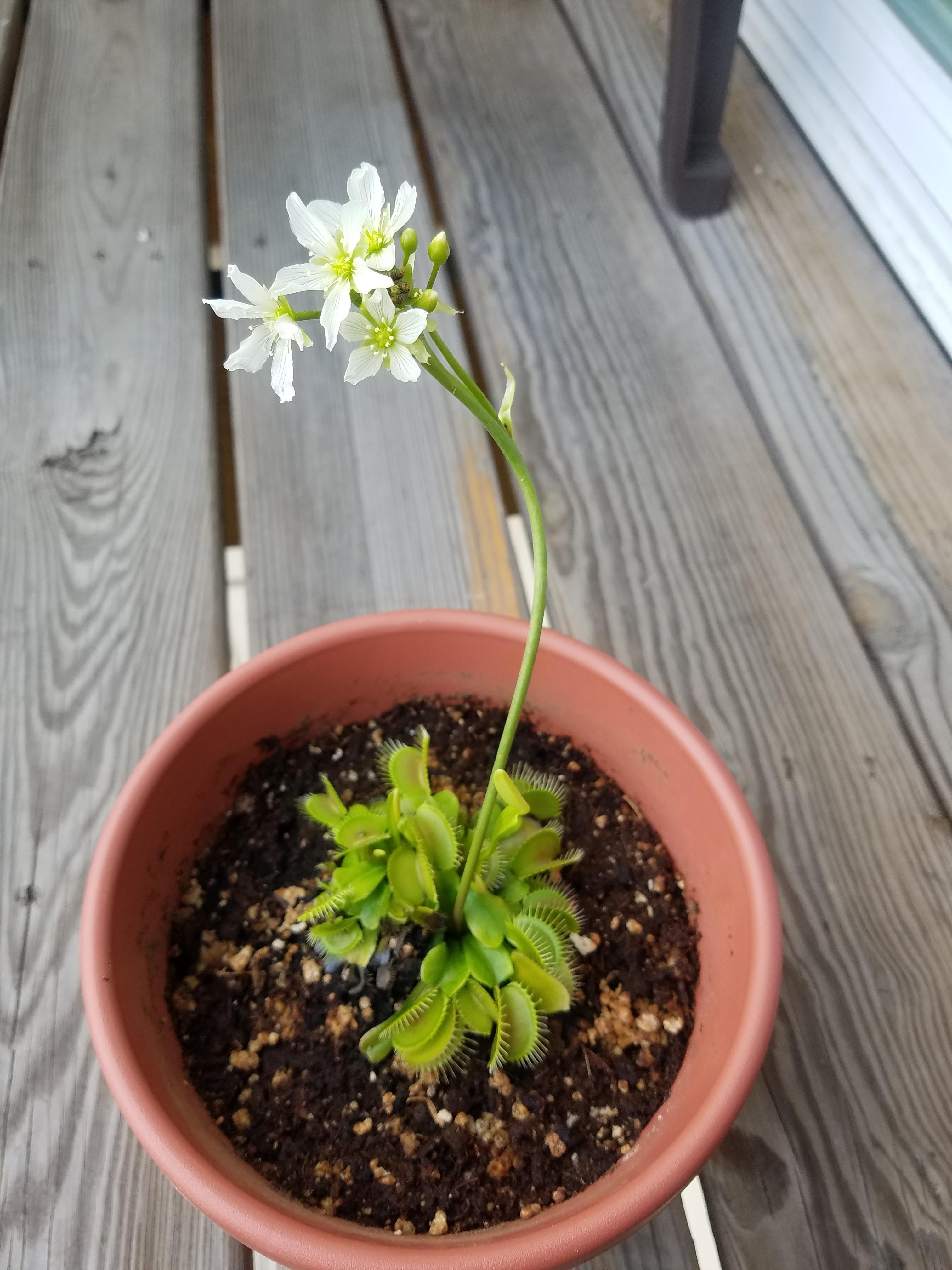 My venus flytrap is flowering | Scrolller
