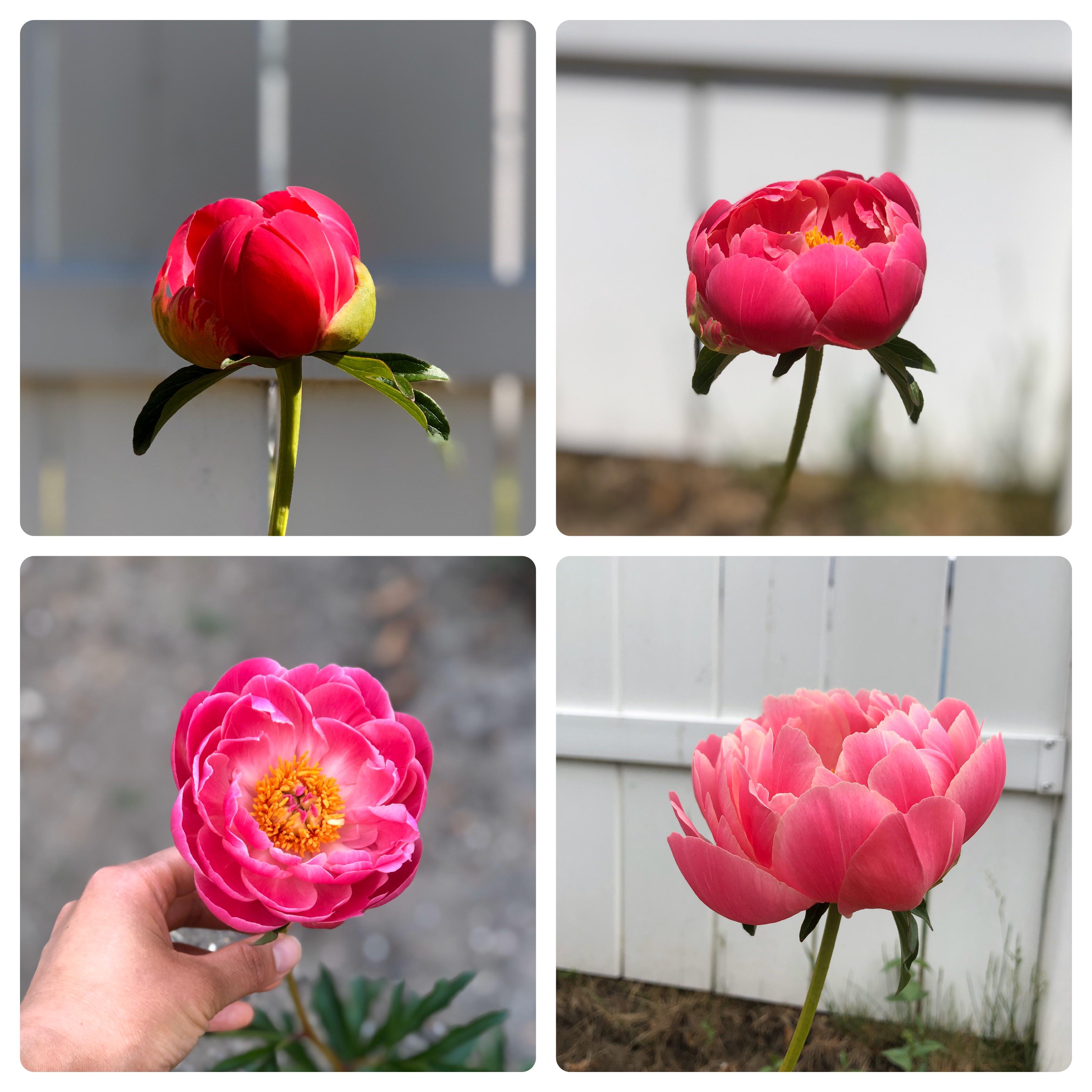 my very first peony bloom—does this look like coral charm? The color and shape are not what I ...